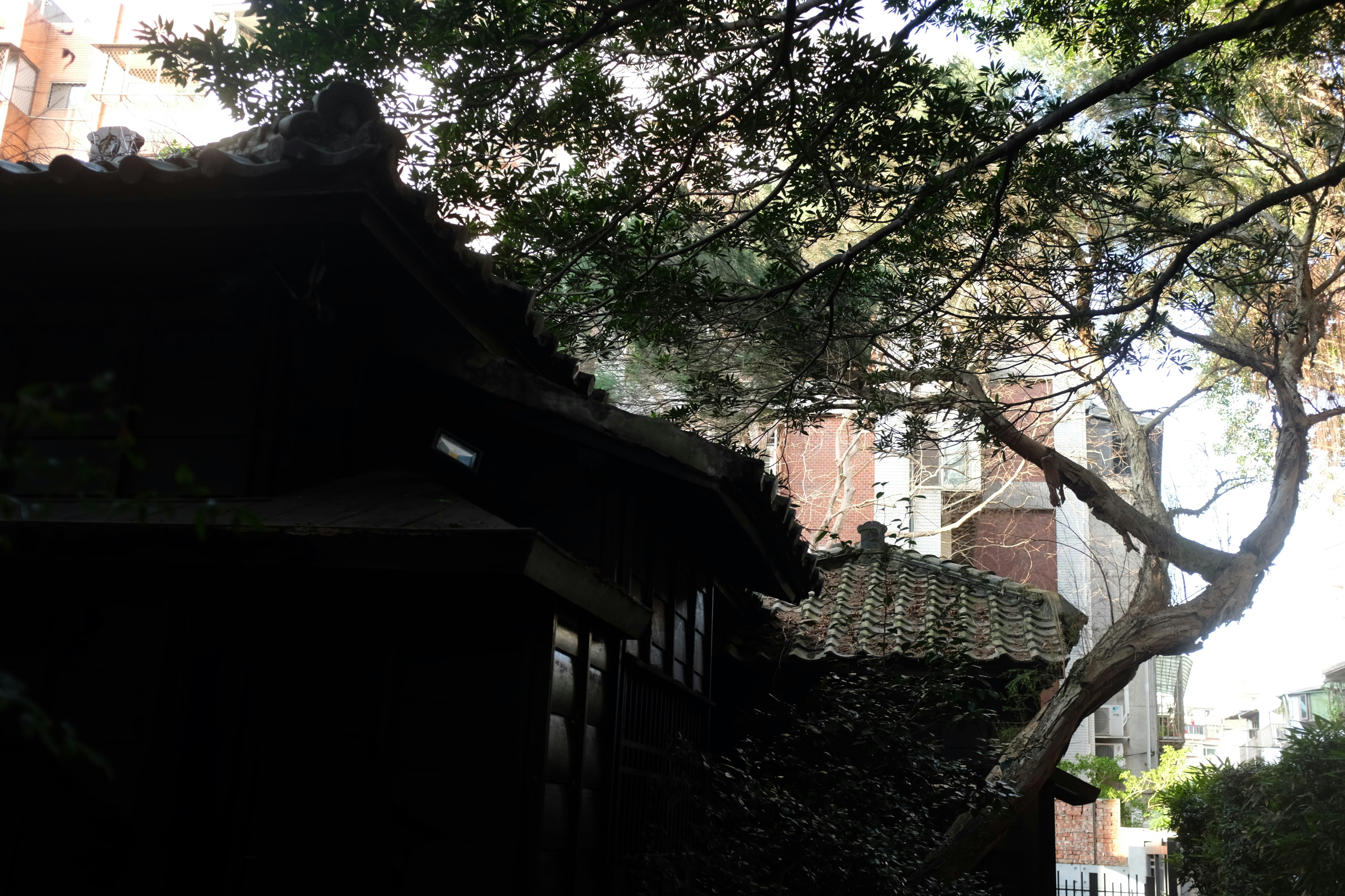 Shadows Over a Traditional Roof: Trees Framing an Urban Quiet