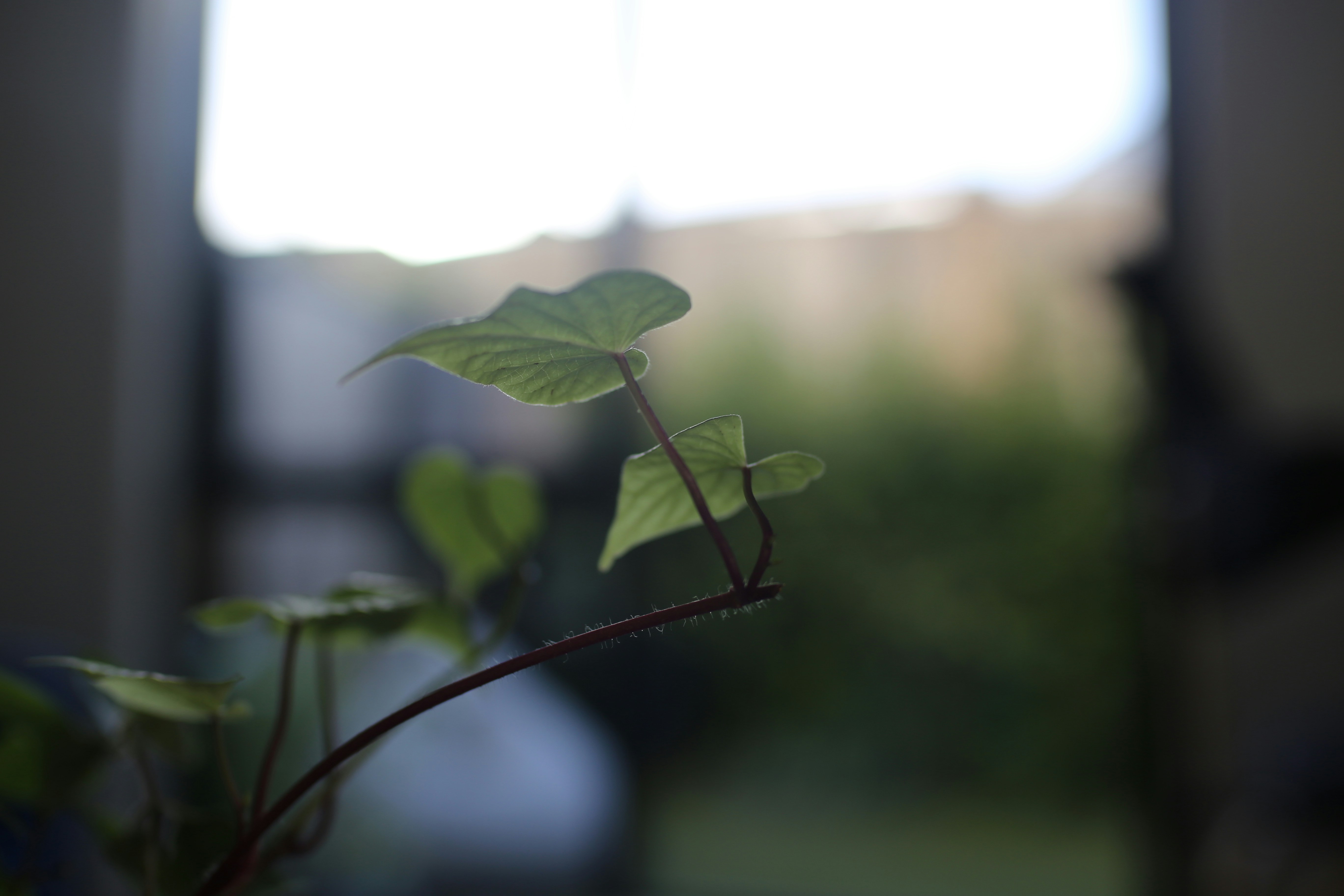 Tender sprout against a blurred backyard frame