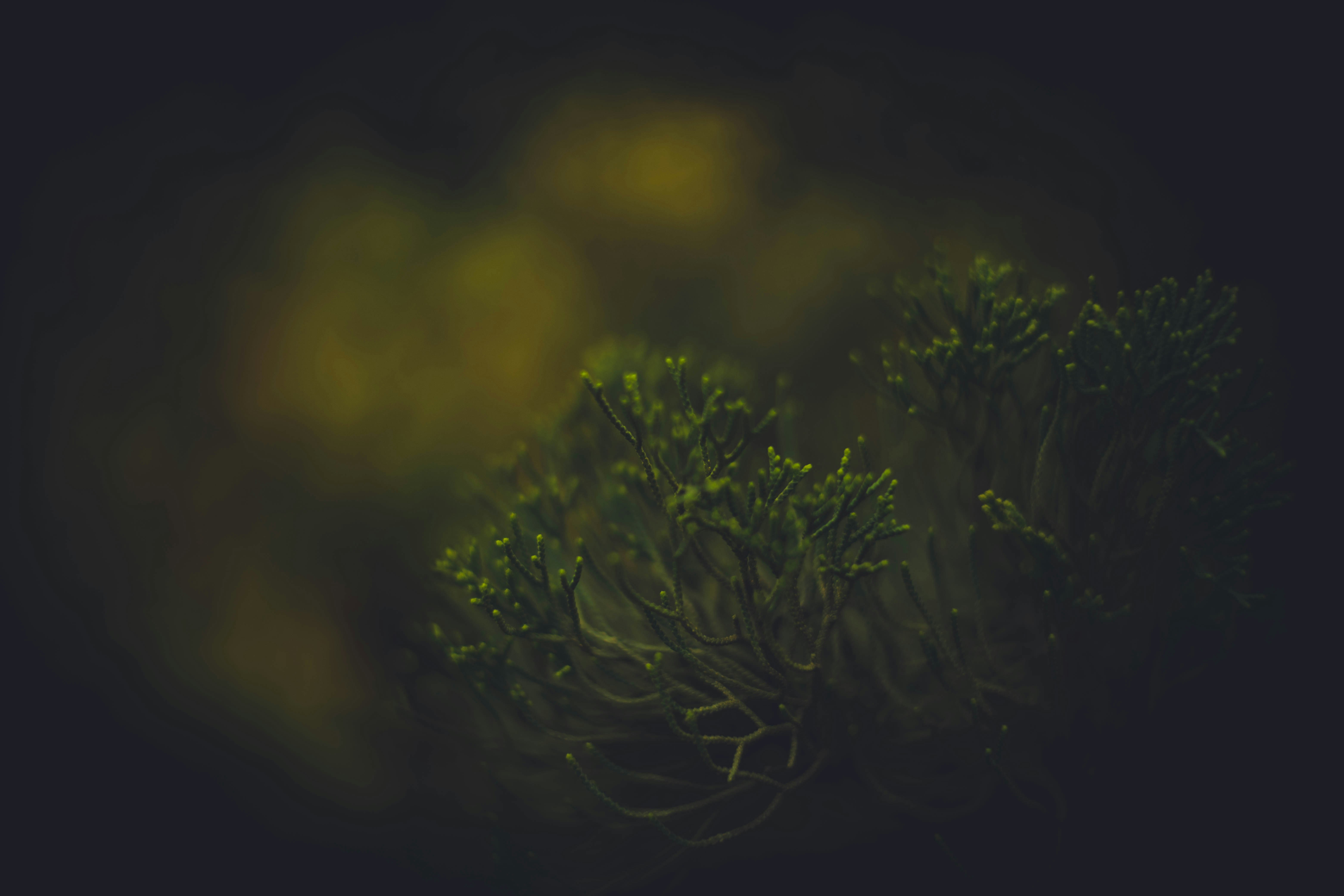 Emergent Greenery in Soft Focus Glow