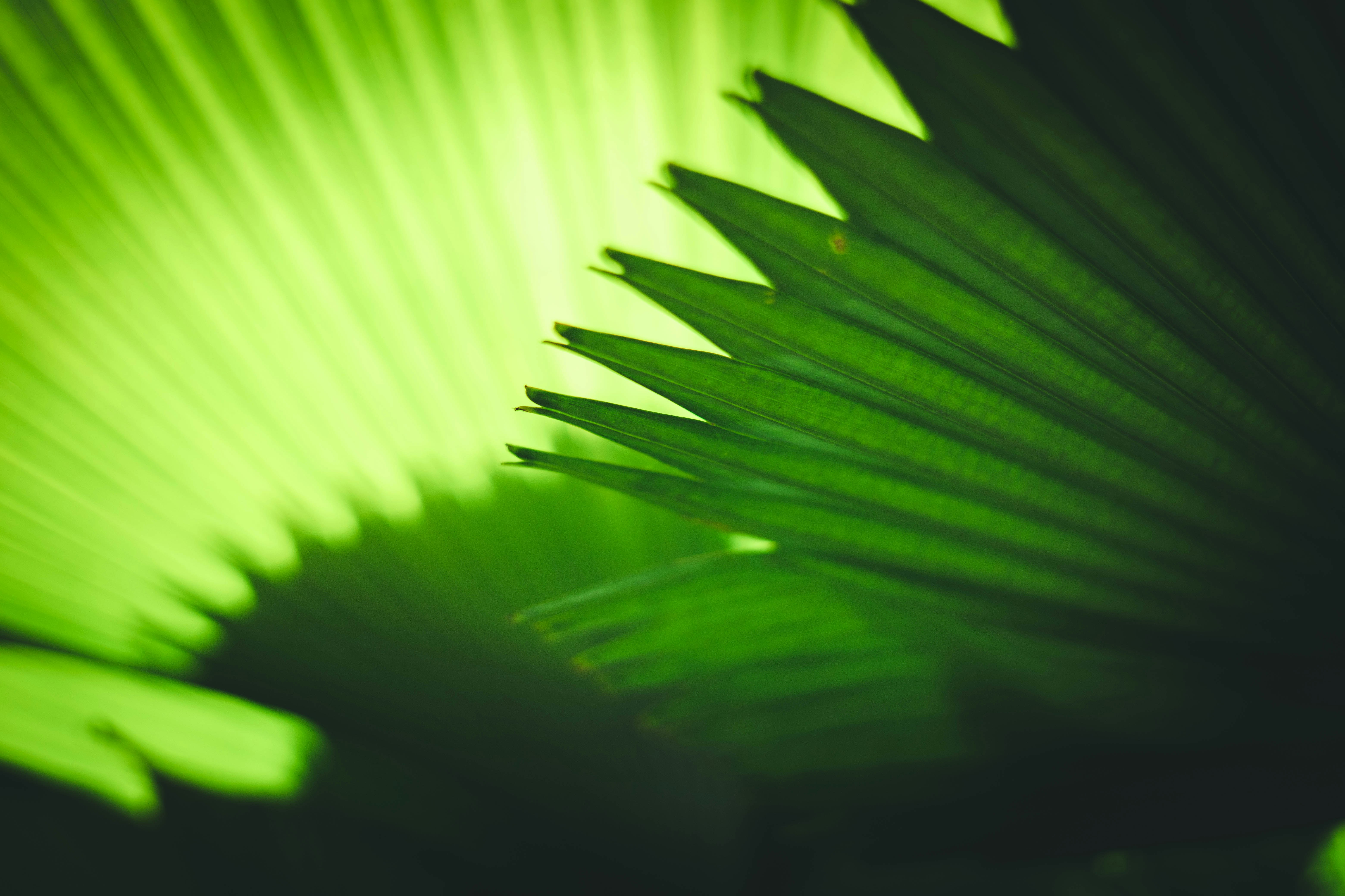 Emerald Radiance: Fronds in Focus