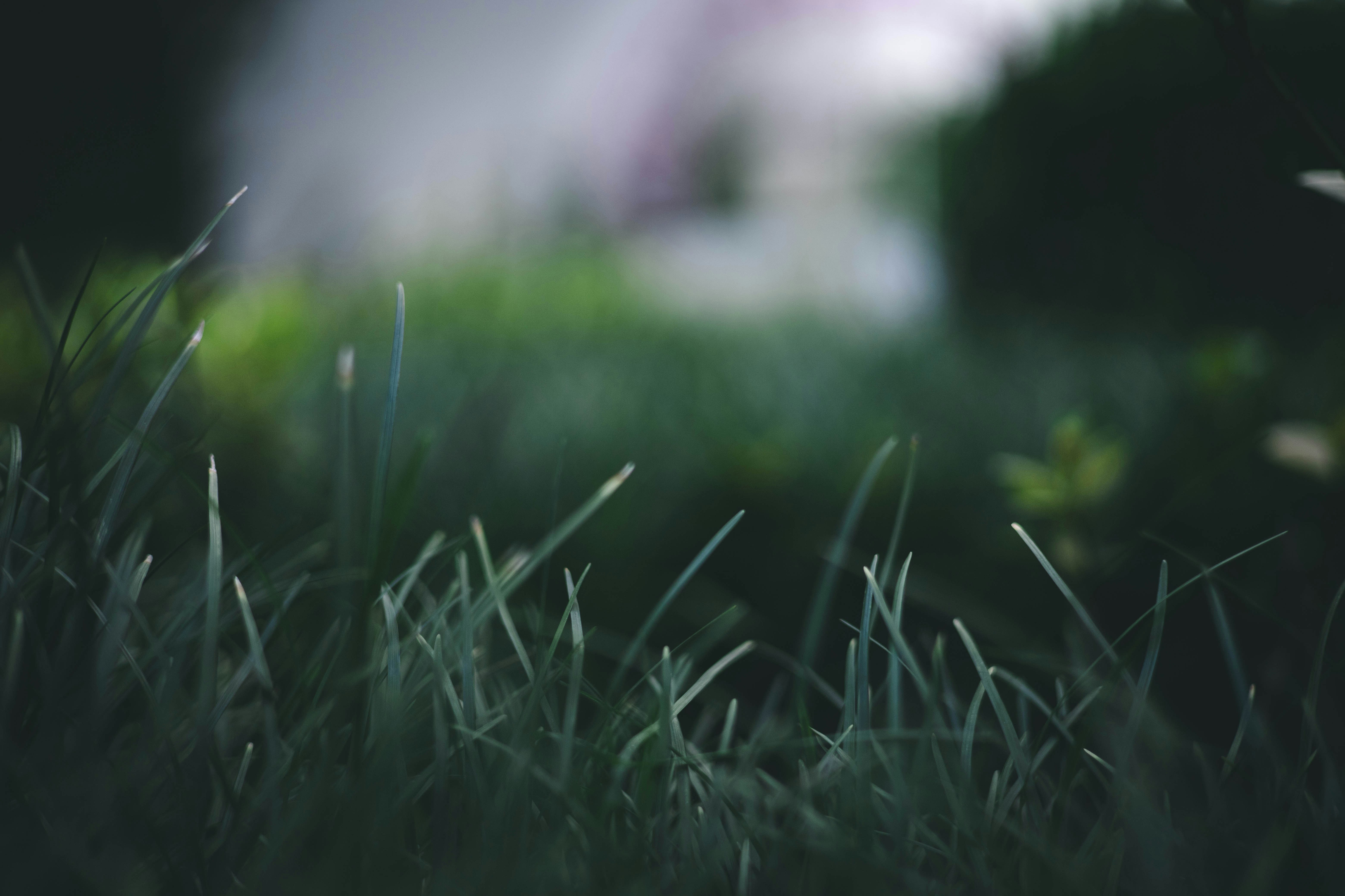 Keeper of the Quiet Lawn: A Vein of Grass in Focus