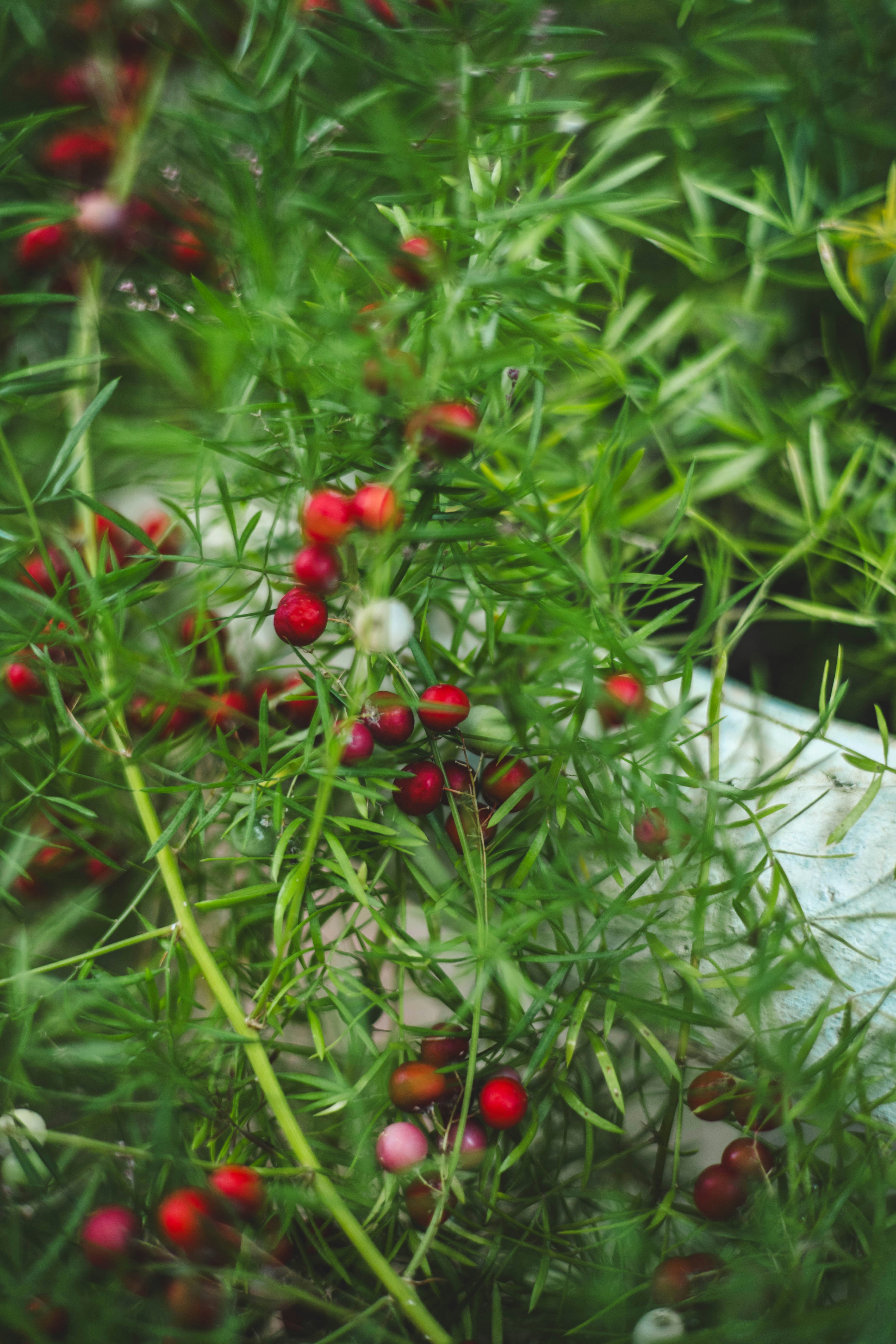 Rosy Berries in a Green Tangle