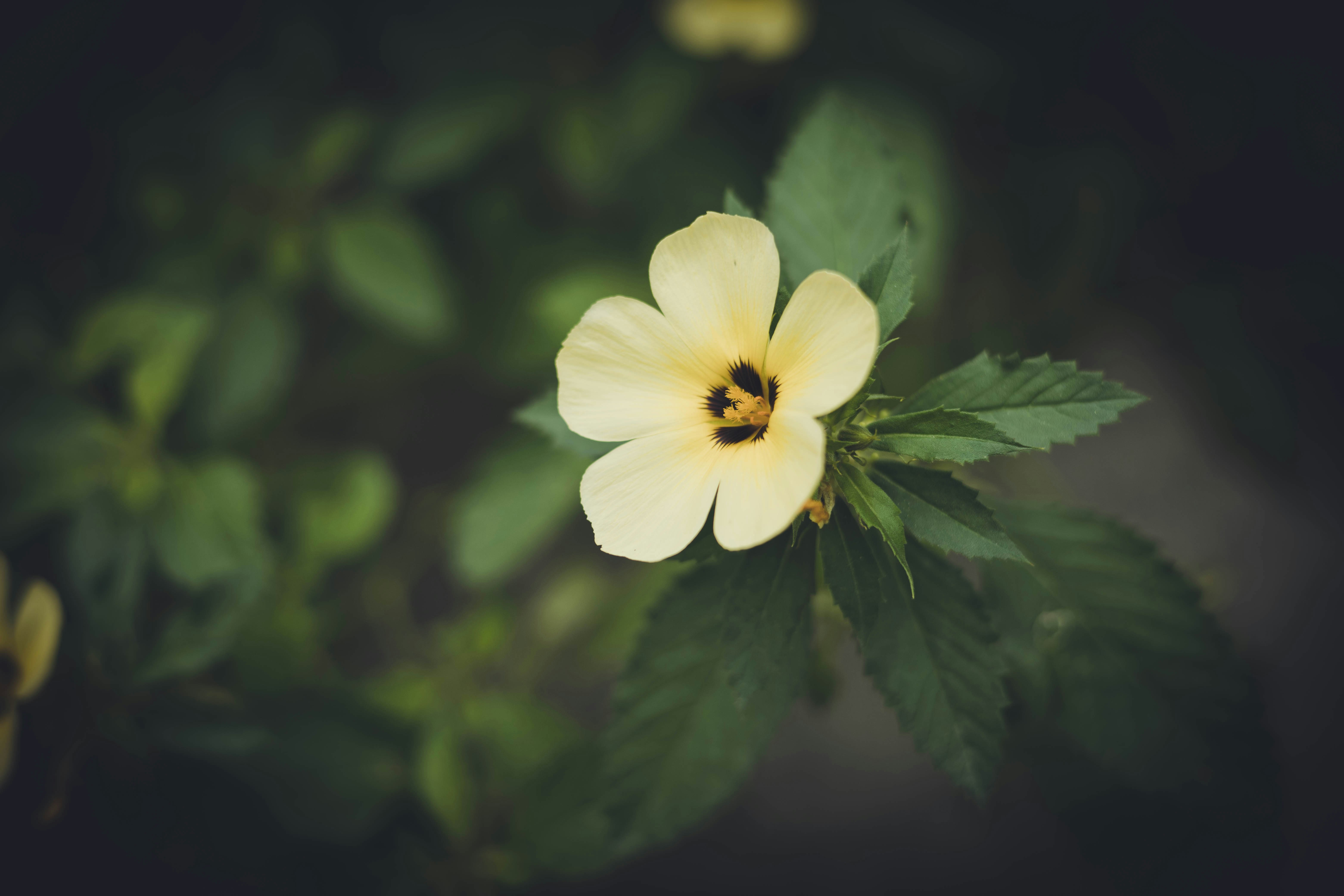 Sunlit Primrose: A Quiet Moment of Yellow Amid Green