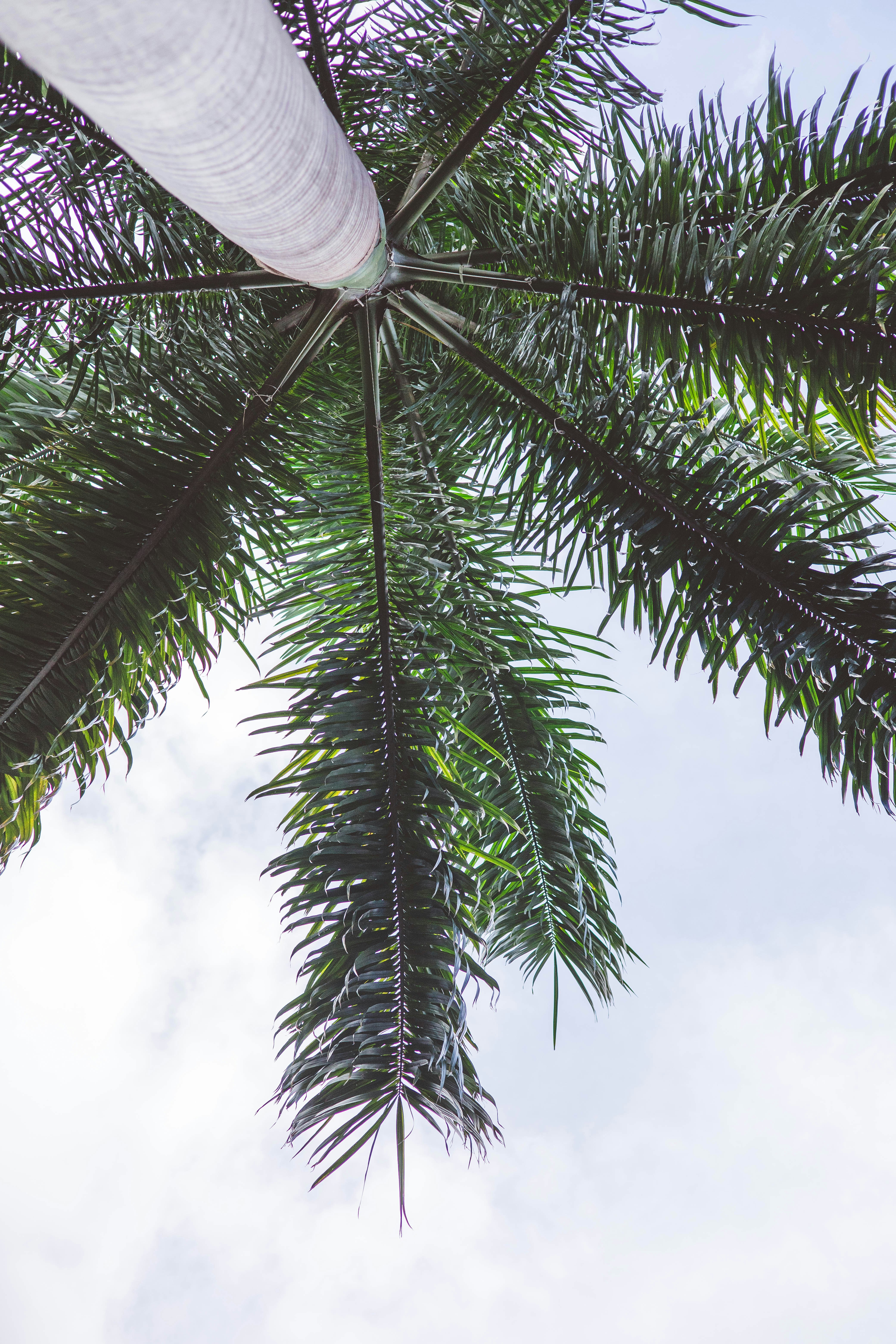 Upward Spiral: A Palm Canopy Reaching Toward the Sky