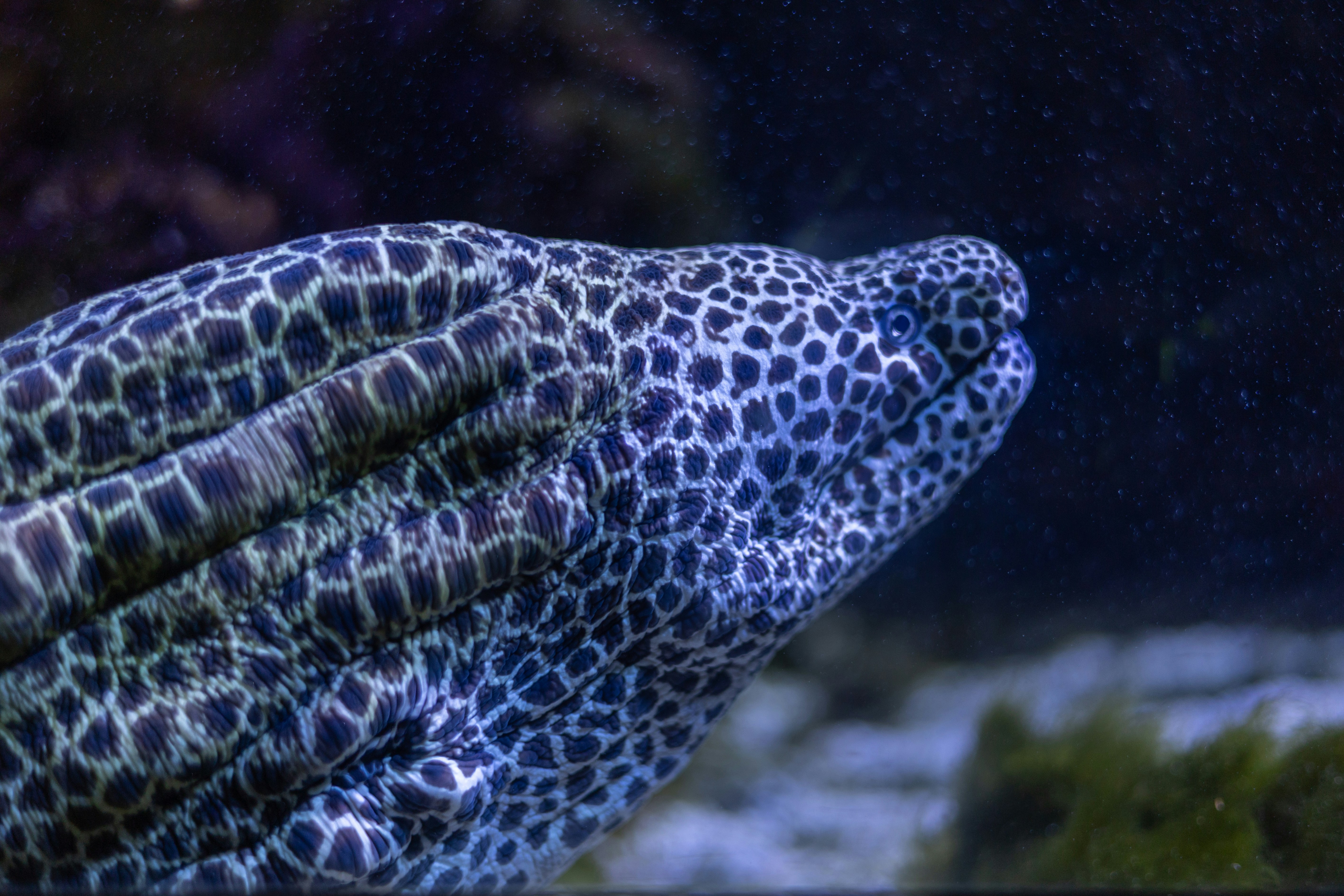 Close-Up of a Leopard Sea Turtle's Head Underwater