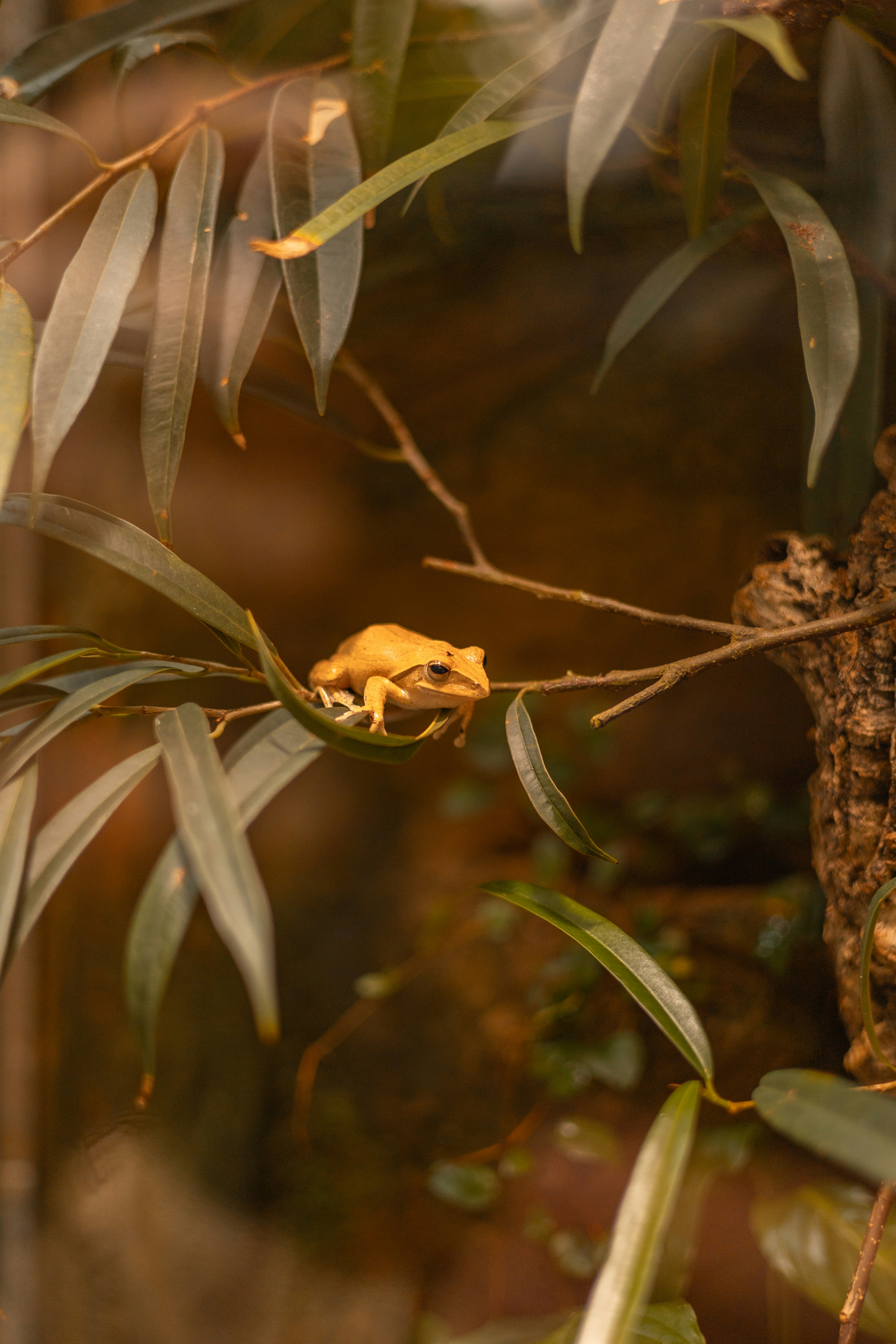 Golden Lizard on a Leaf: A Tiny Moment in the Green Canopy