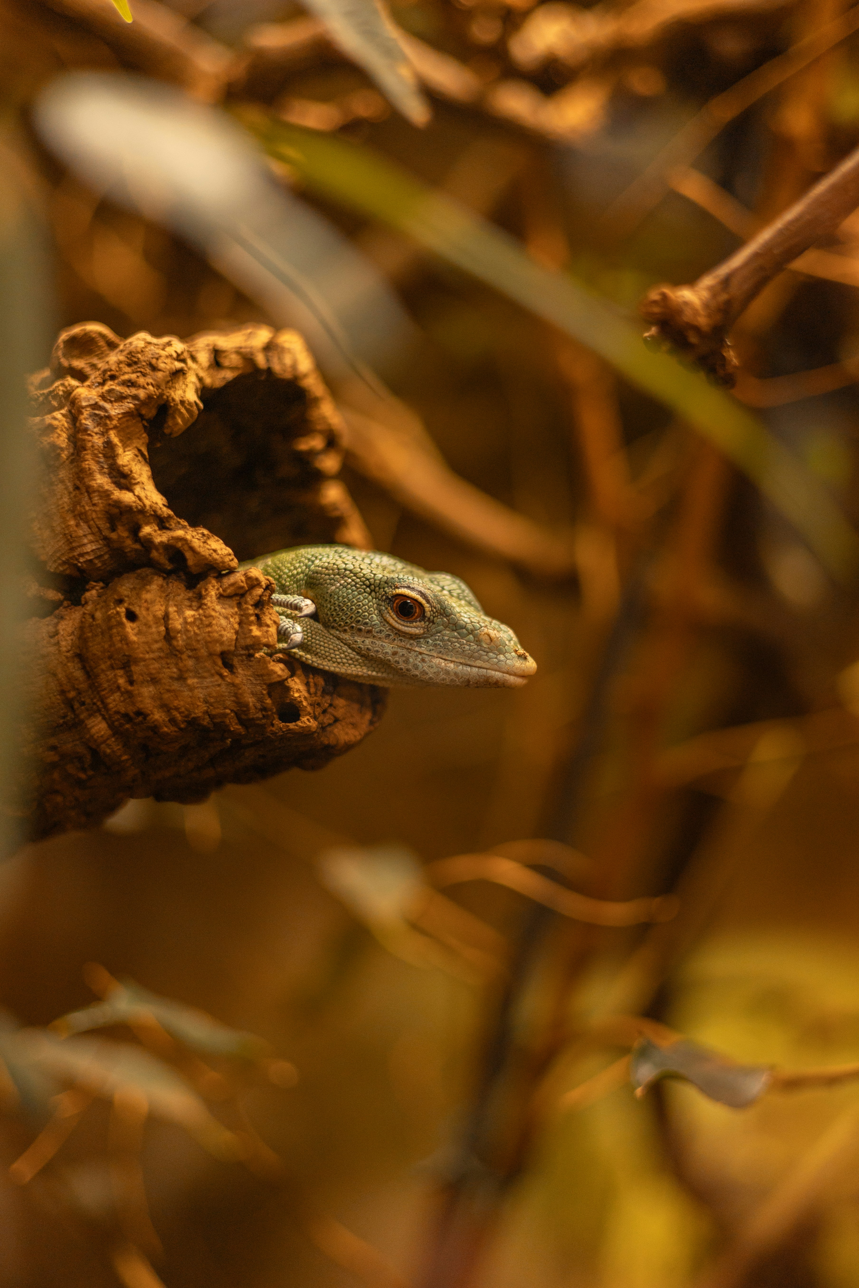 Emerald Lizard Peering from a Timber Hide