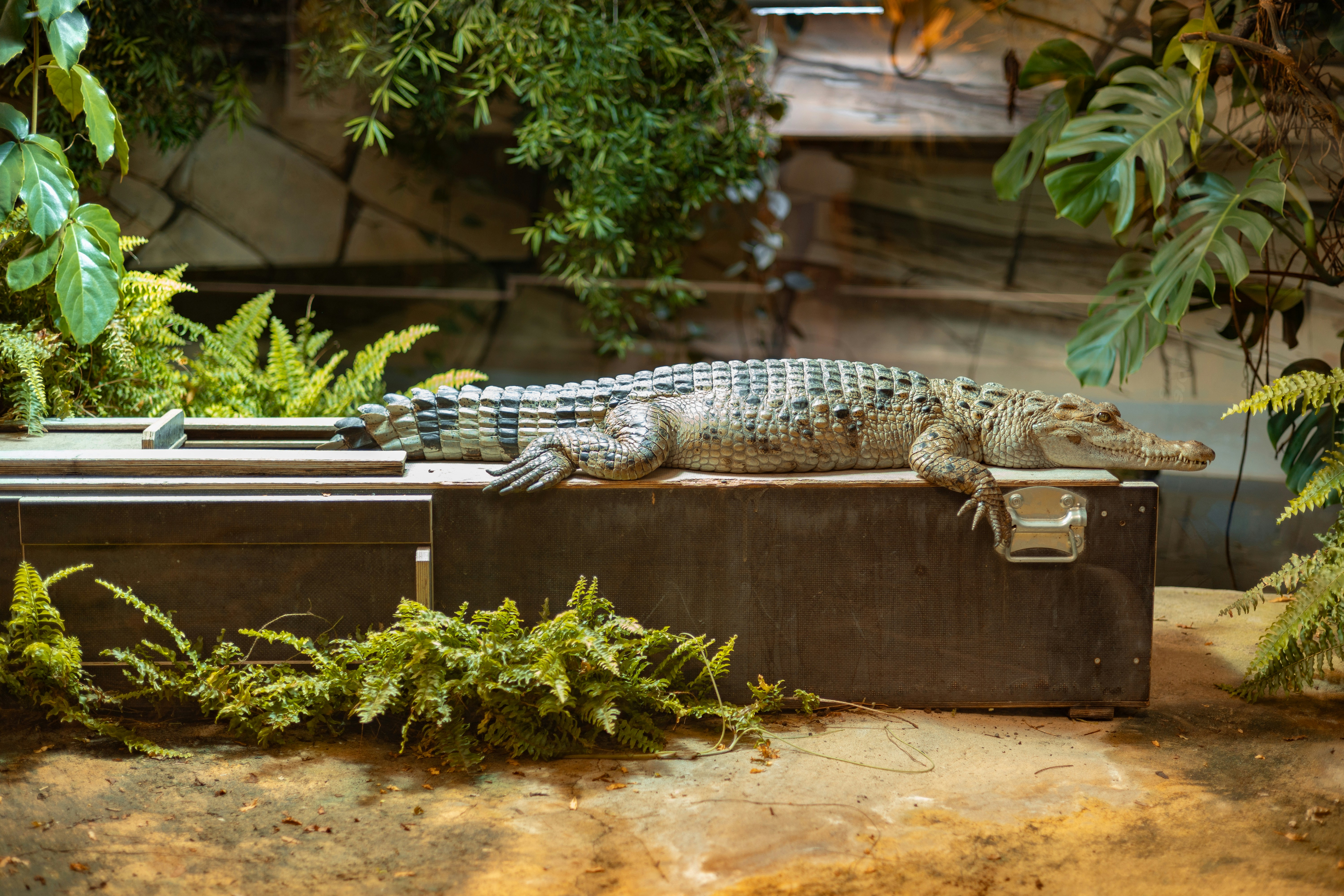 Alligator Resting on a Metallic Case Amid Greenery