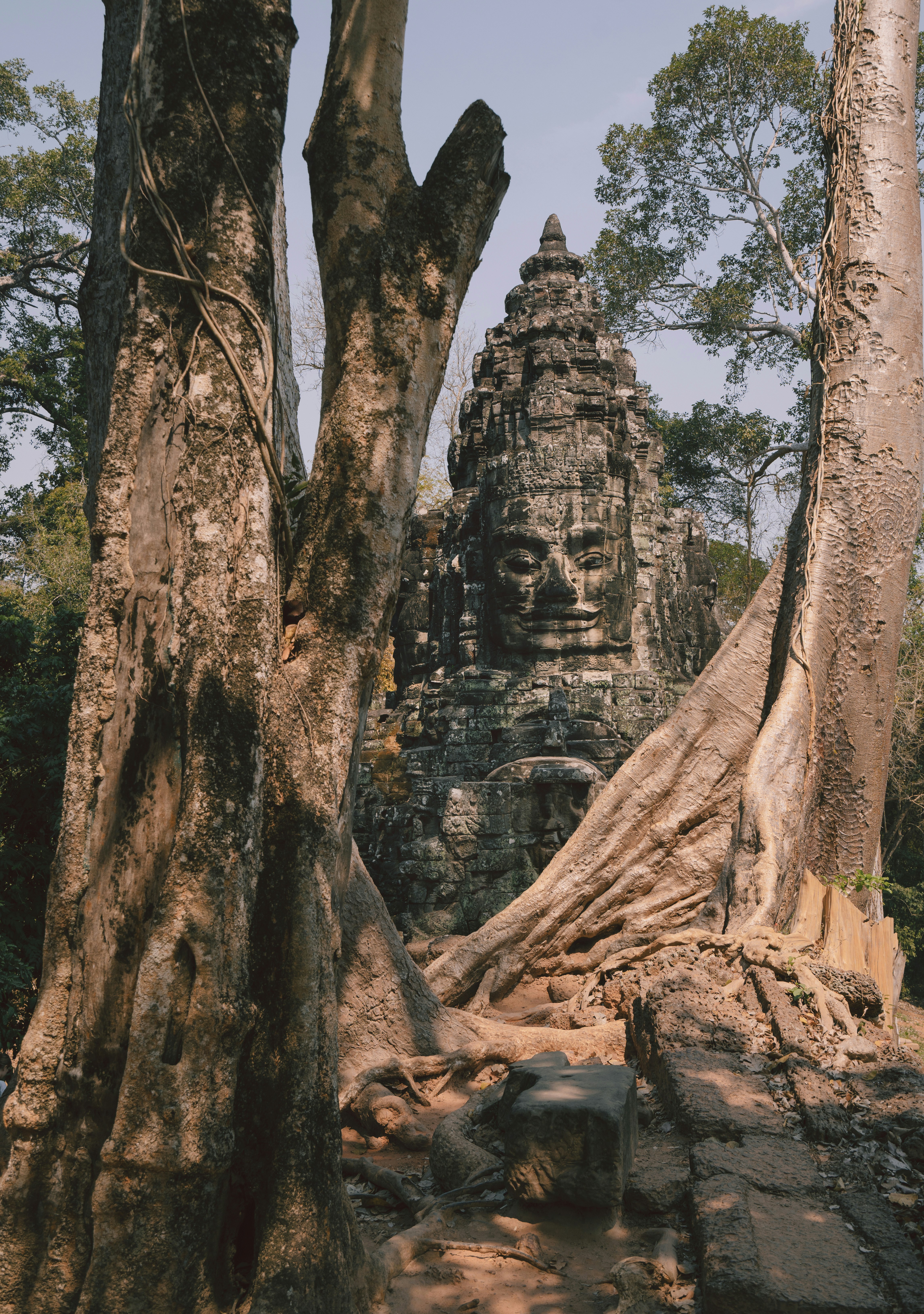 Ancient Guardian Amid Tree Giants