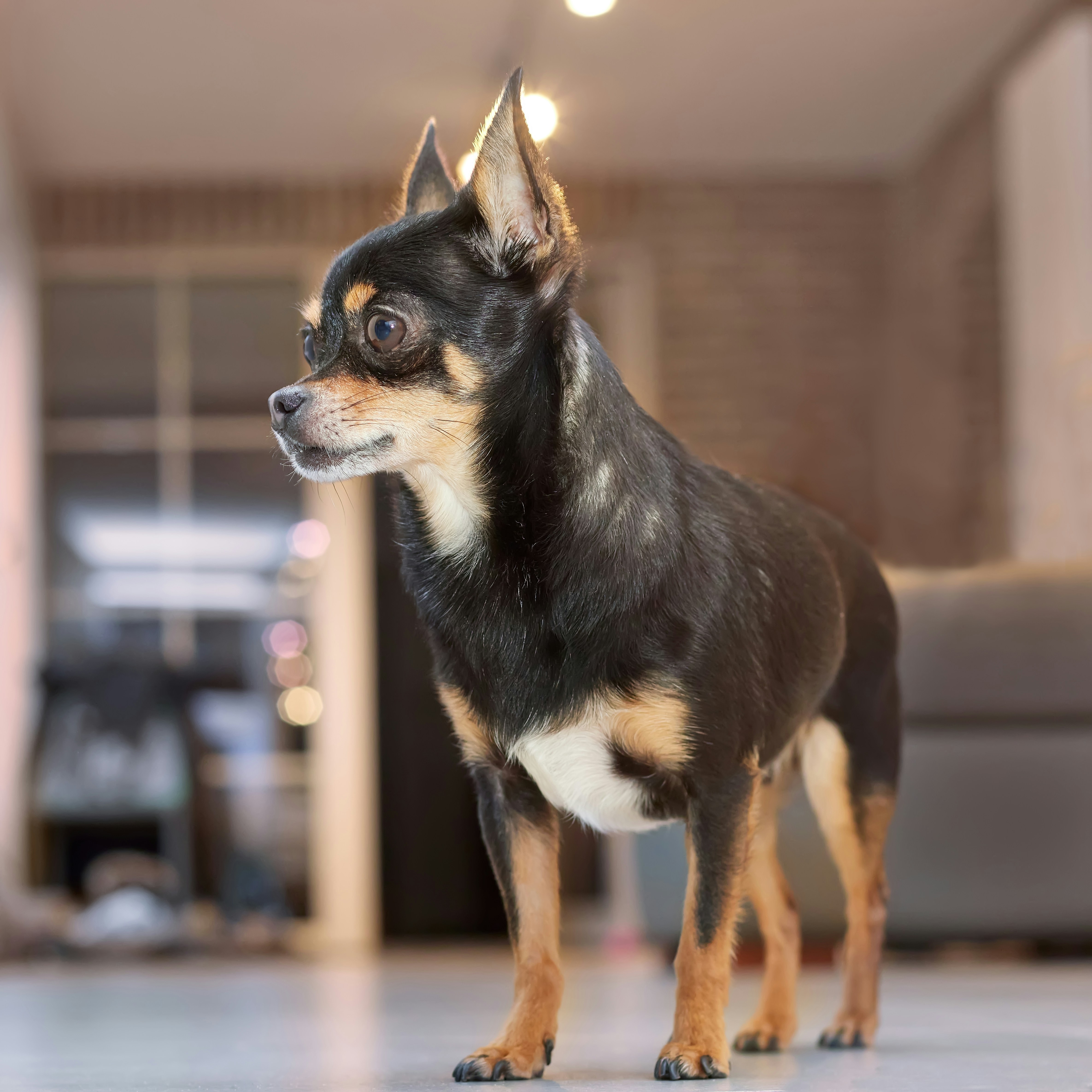 Curious Chihuahua in a Modern Living Room