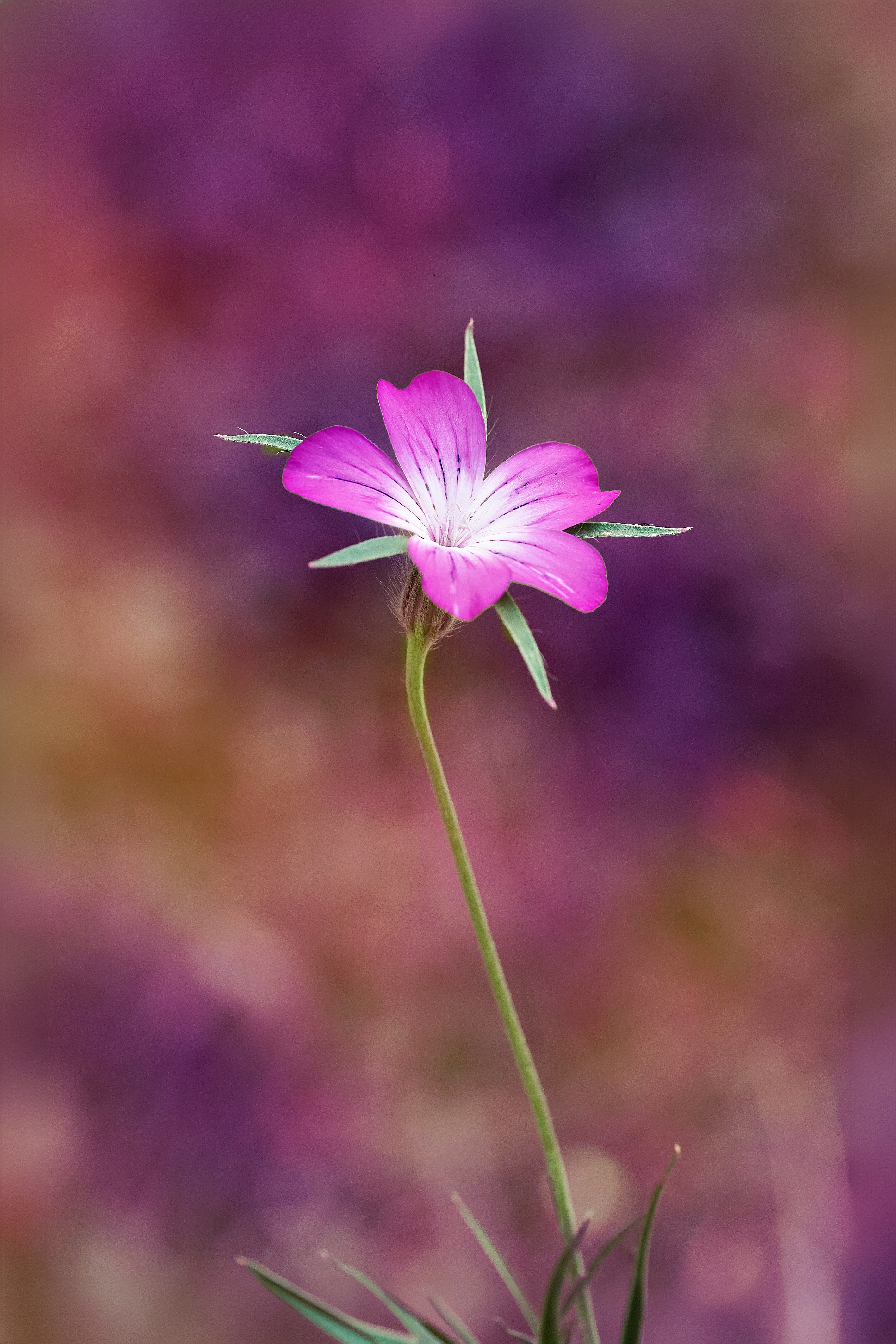 Pink petals in a sea of blur: single bloom on a slender stem