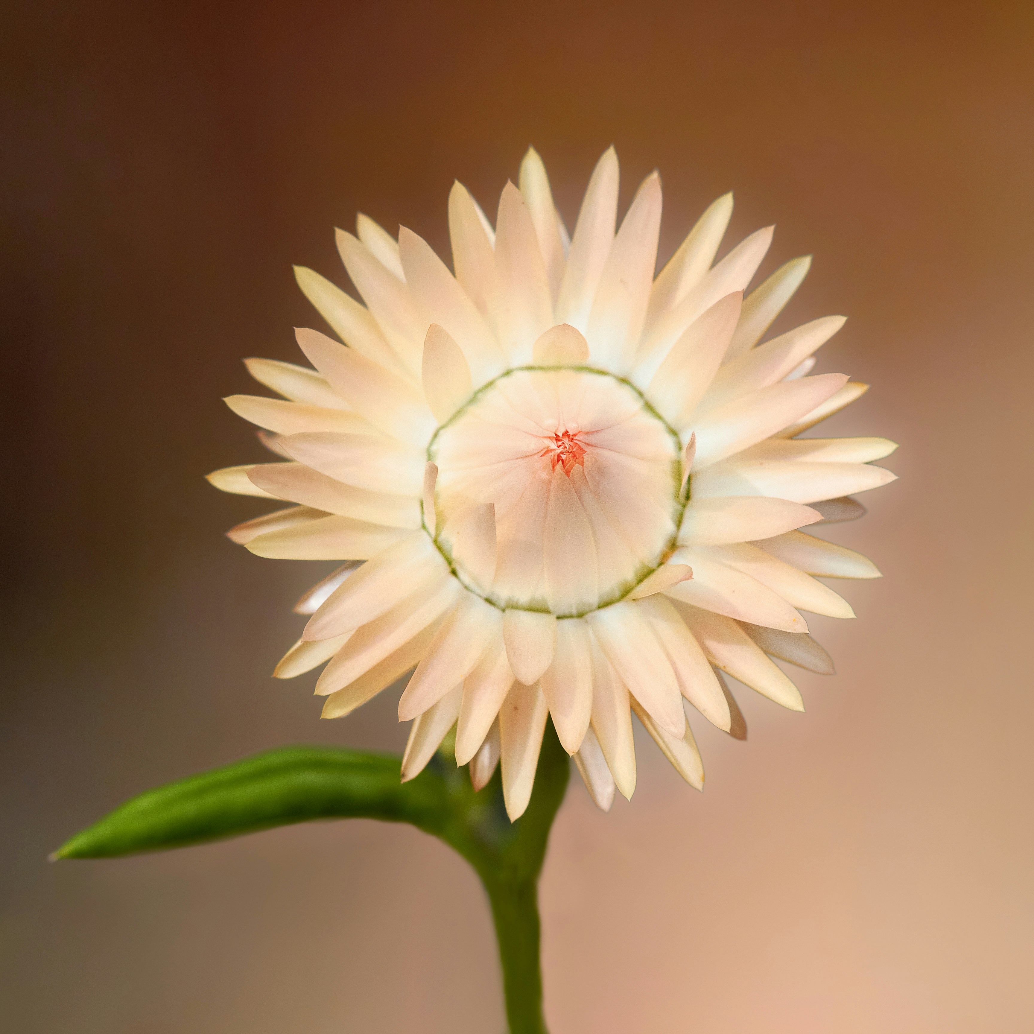 Blooming Rosette: A Soft Macro Portrait of a Pale Daisy-like Flower