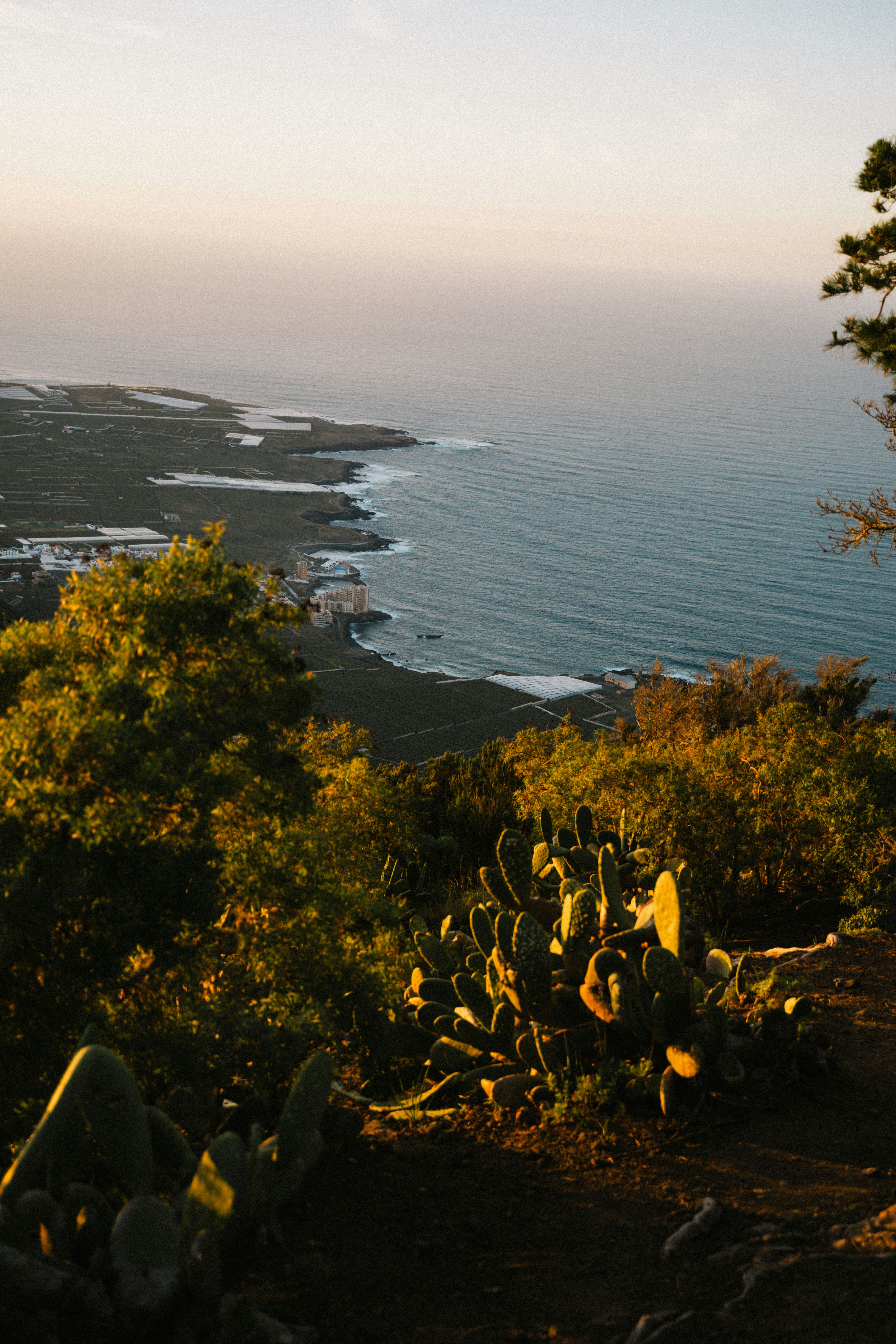 Sunset Over the Coastal Canyon with Cacti