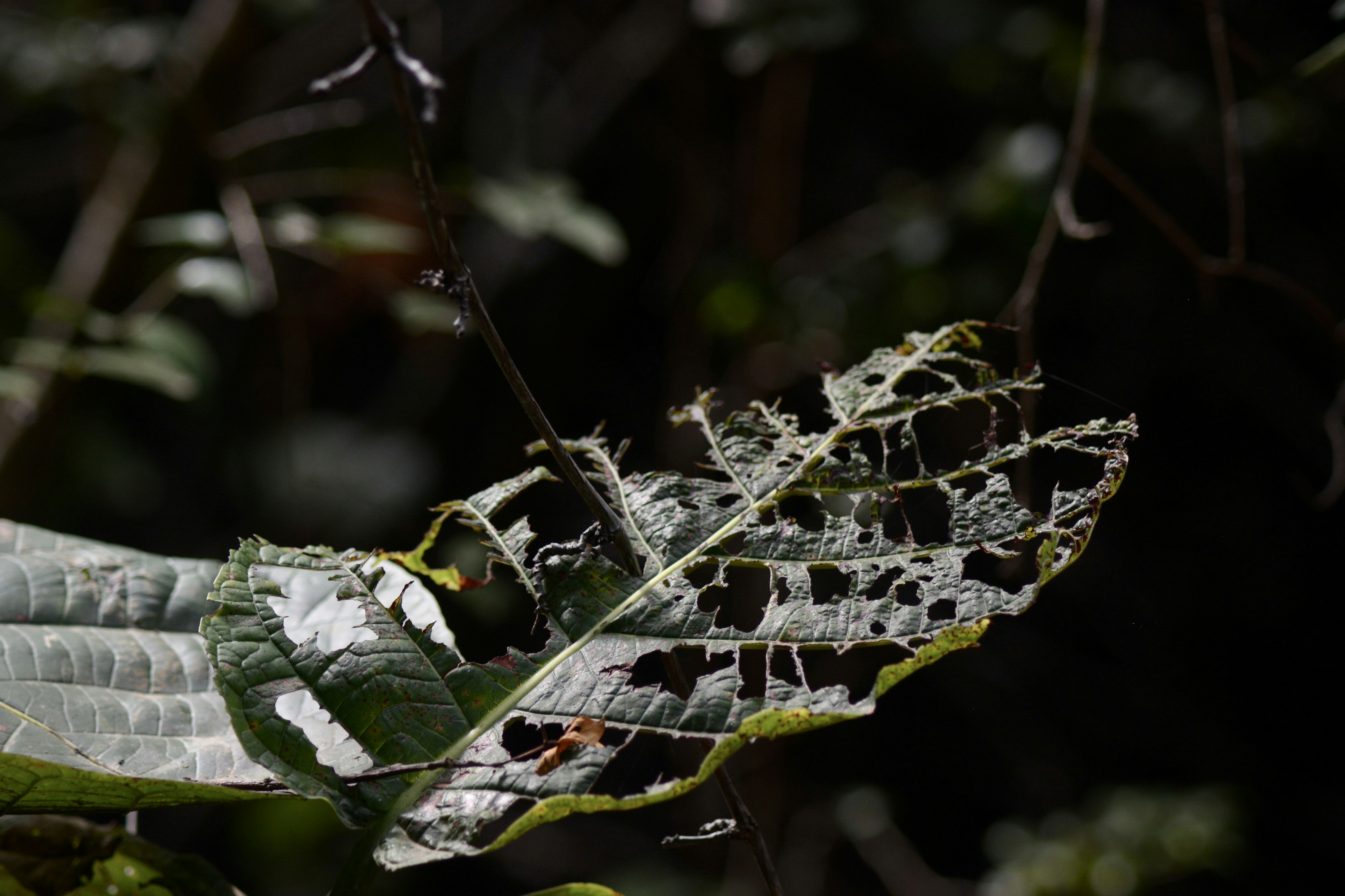 Tattered leaf silhouette catching the sunlit edge
