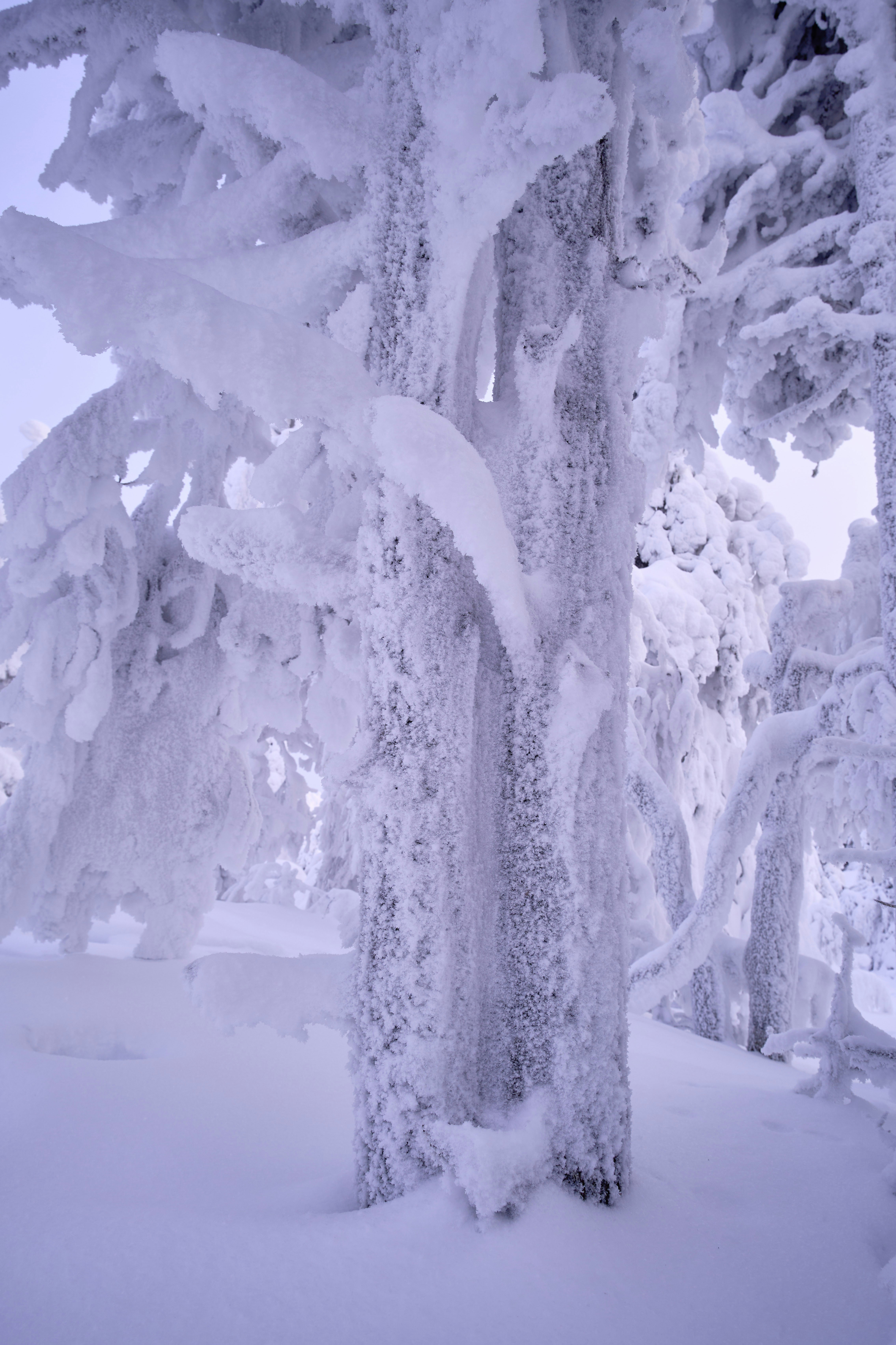 Snowbound Sentinel: Frost-Coated Tree Trunk in an Icicled Landscape