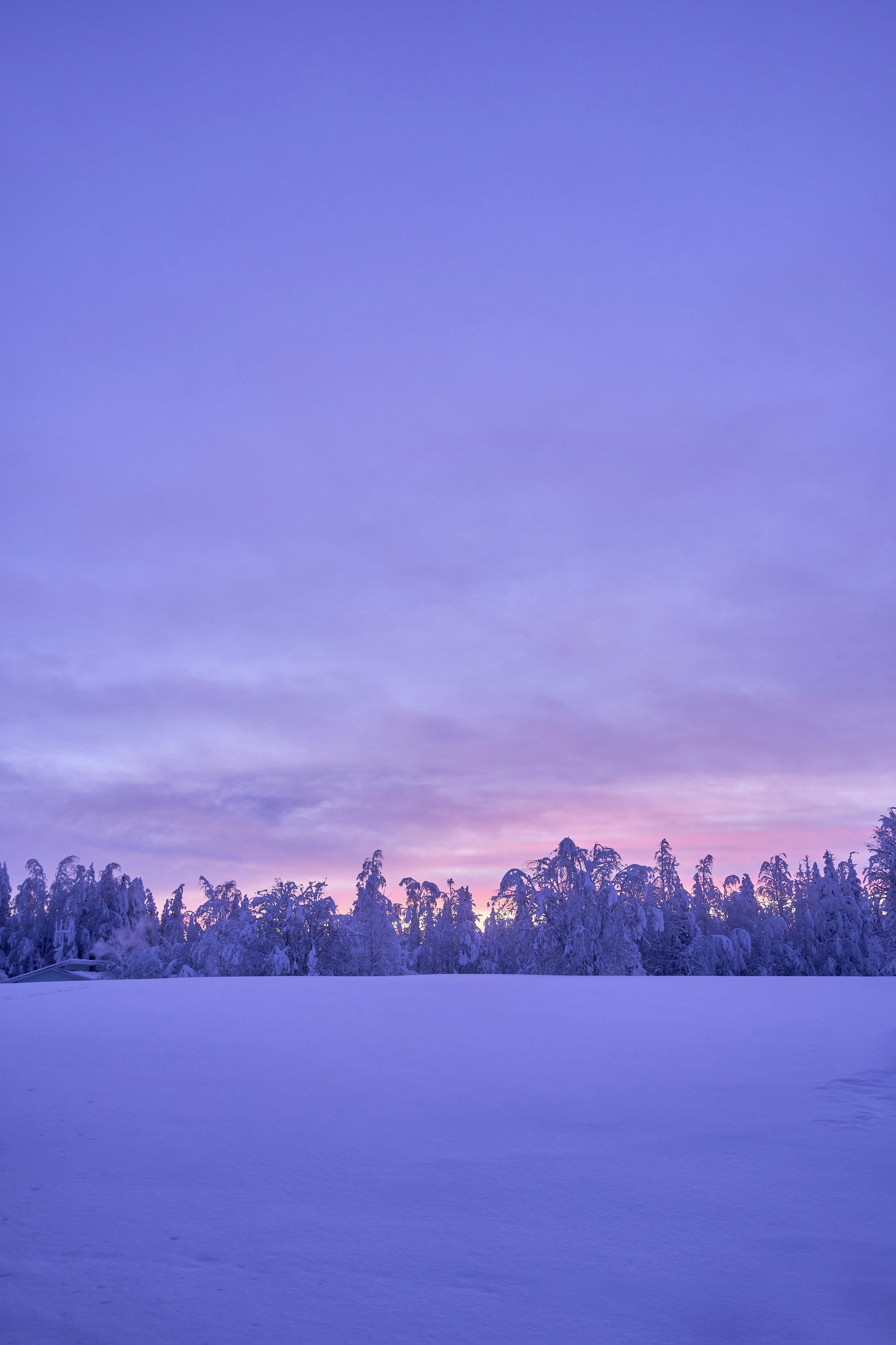 Purple Hour on a Snowfield: Twilight Silence by the Treeline
