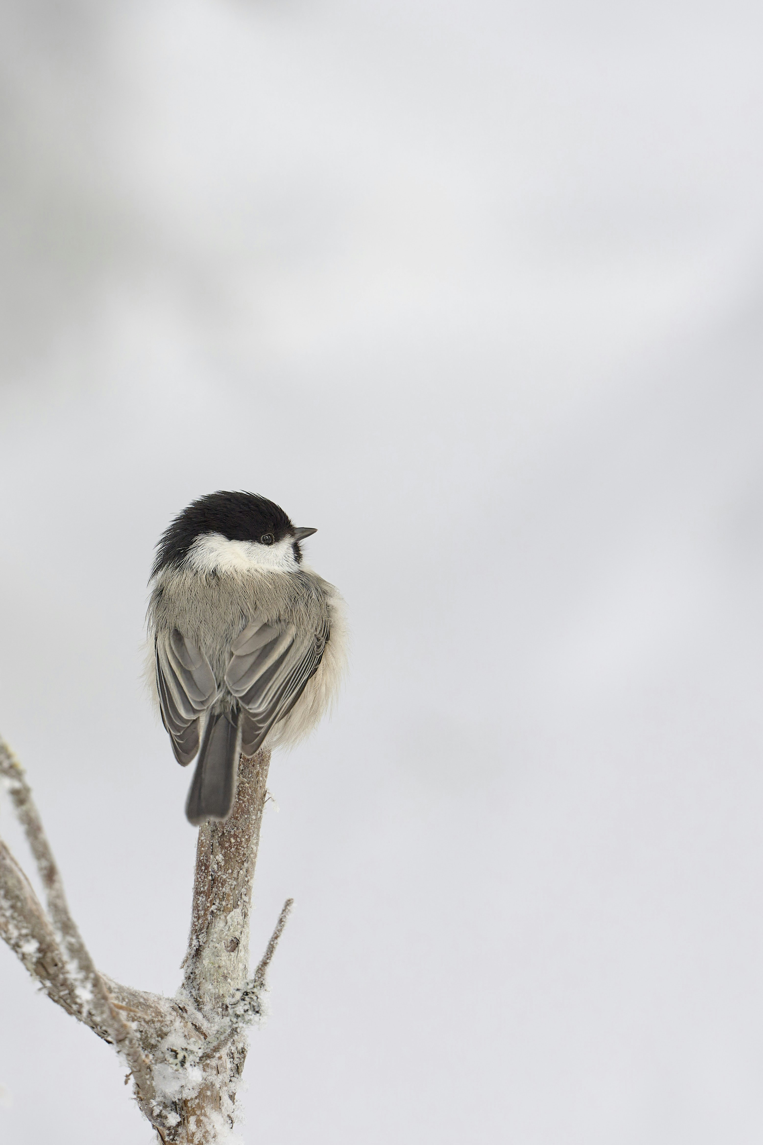 Snowbound Perch: a Lingered Moment on a Frosted Branch