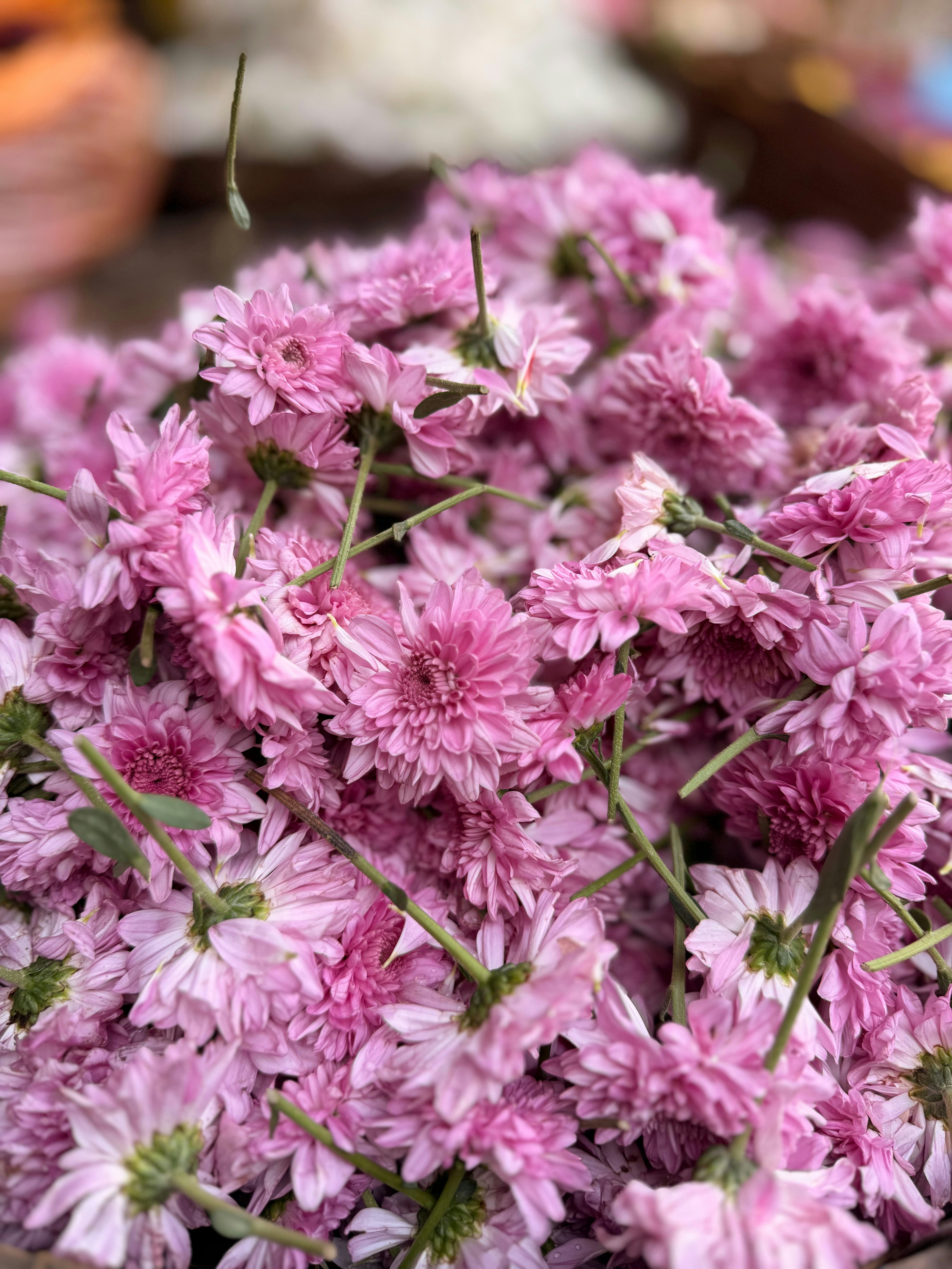 Blooms of Soft Pink: A Dense Panorama of Chrysanthemums