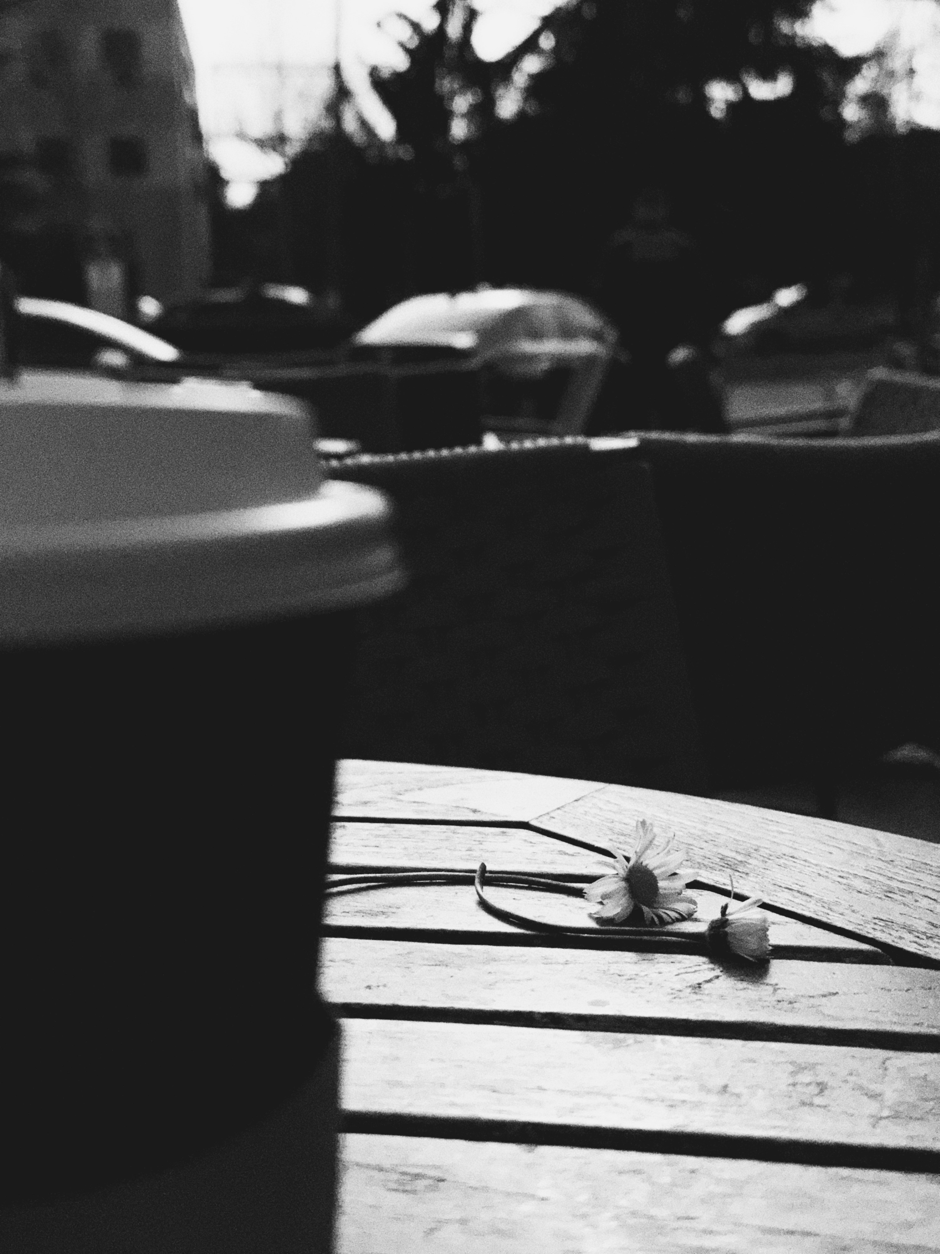 Cafe Cup and Fallen Daisy: Quiet Moment Across the Table
