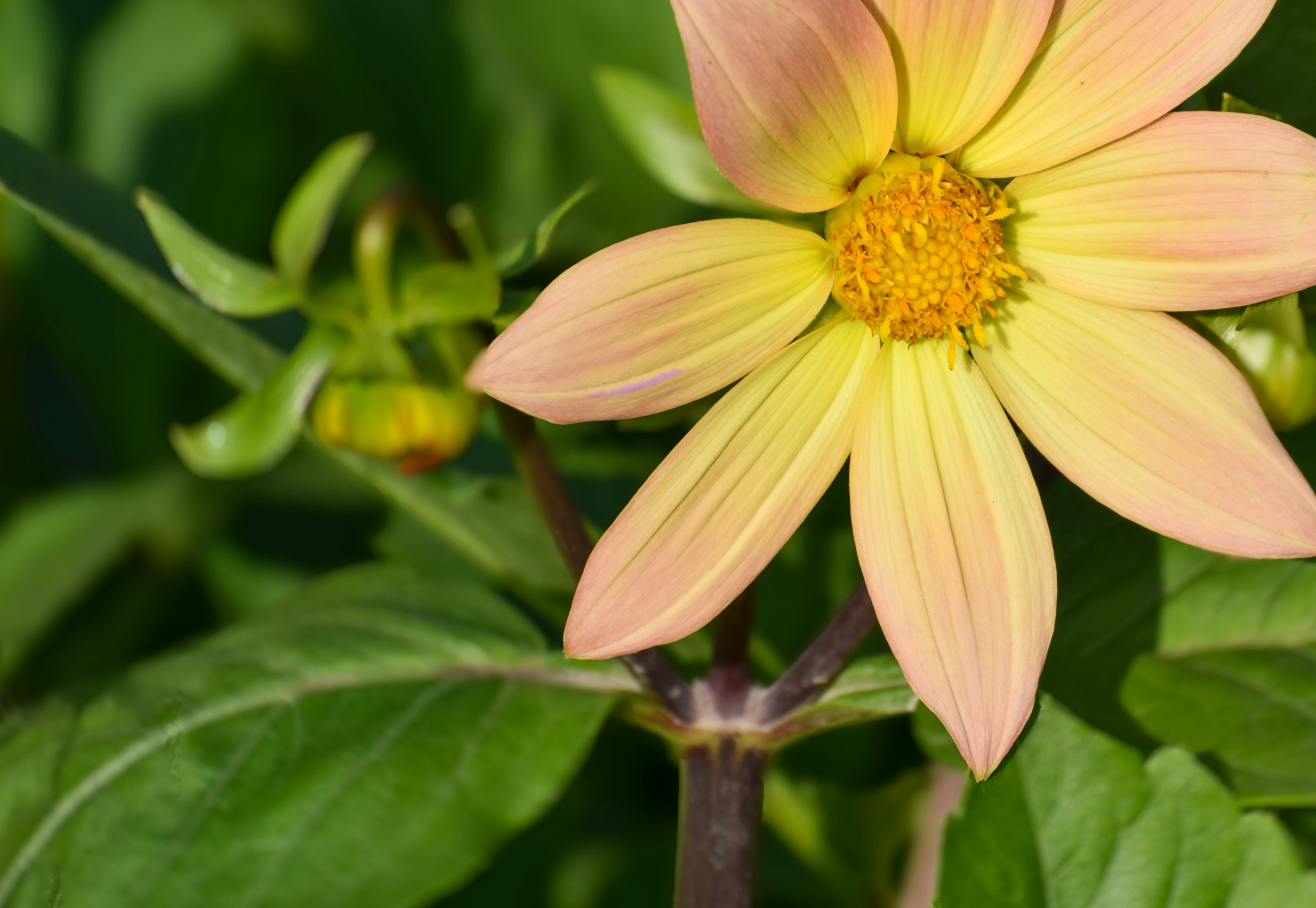 Peach-Buttered Petals: A Sunlit Dahlia Bloom Under Green Canopy