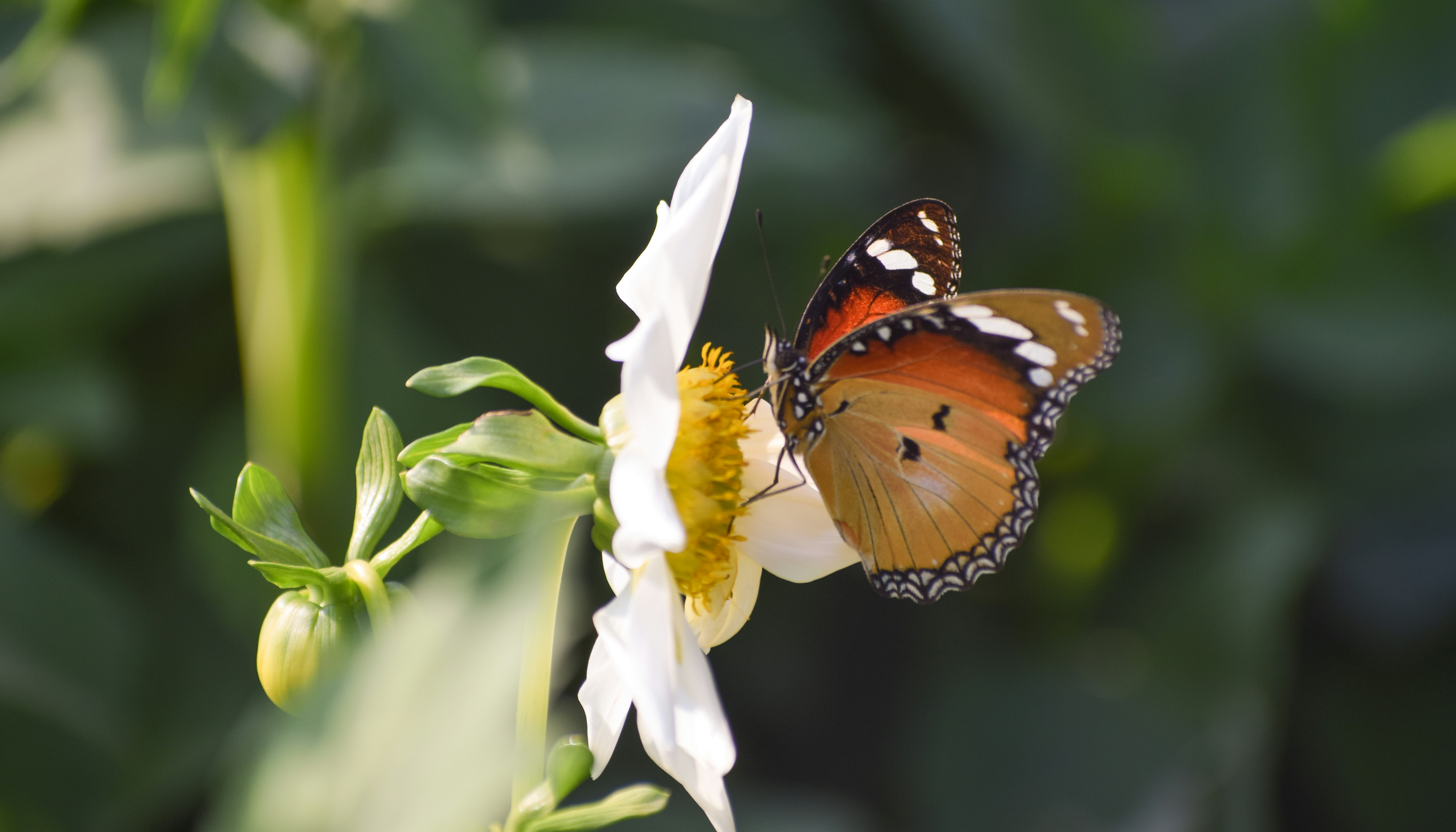 Butterfly on a White Daisy: A Moment of Delicate Contrast