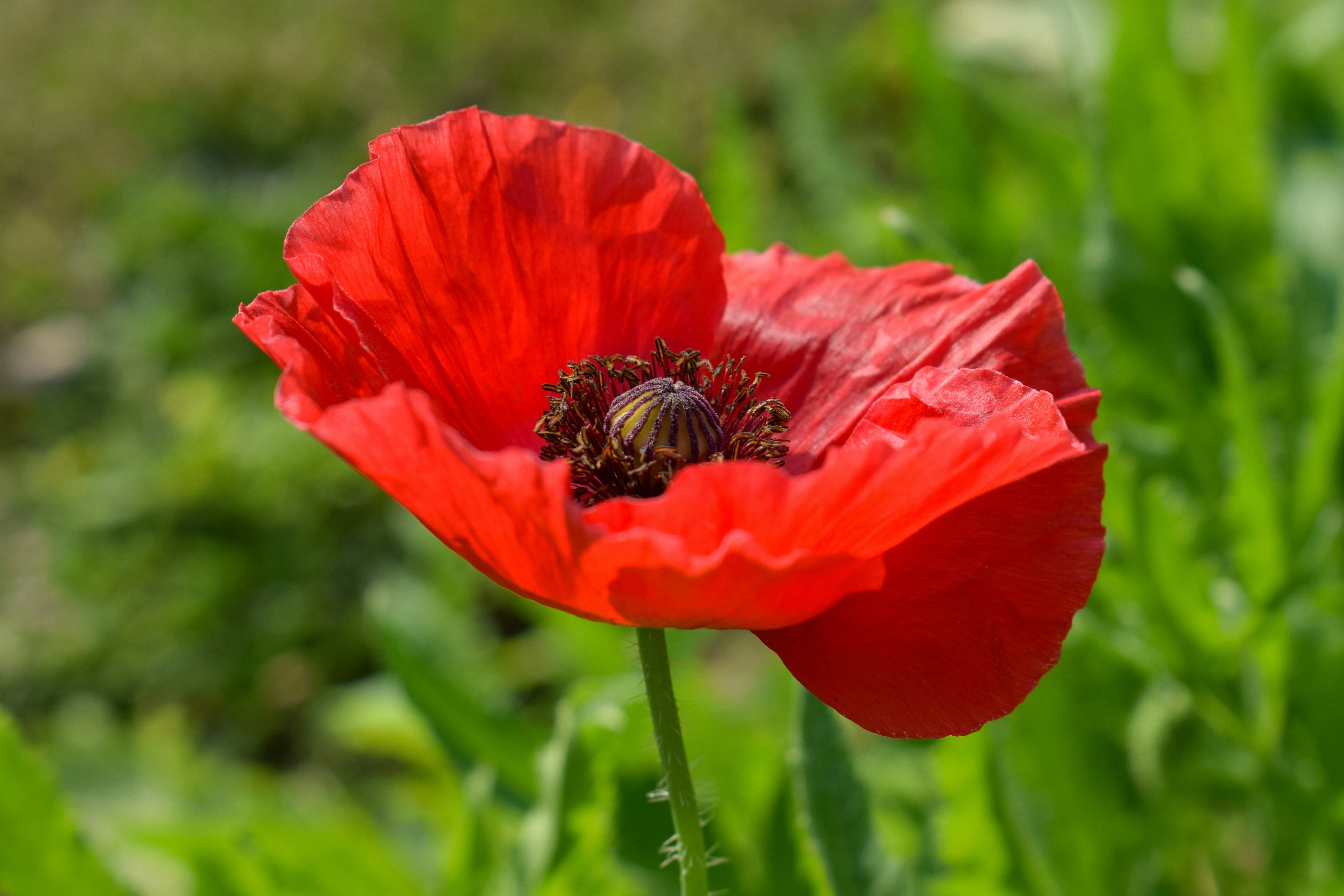 Crimson Petals: A Poppy in Focus Against a Blurred Meadow