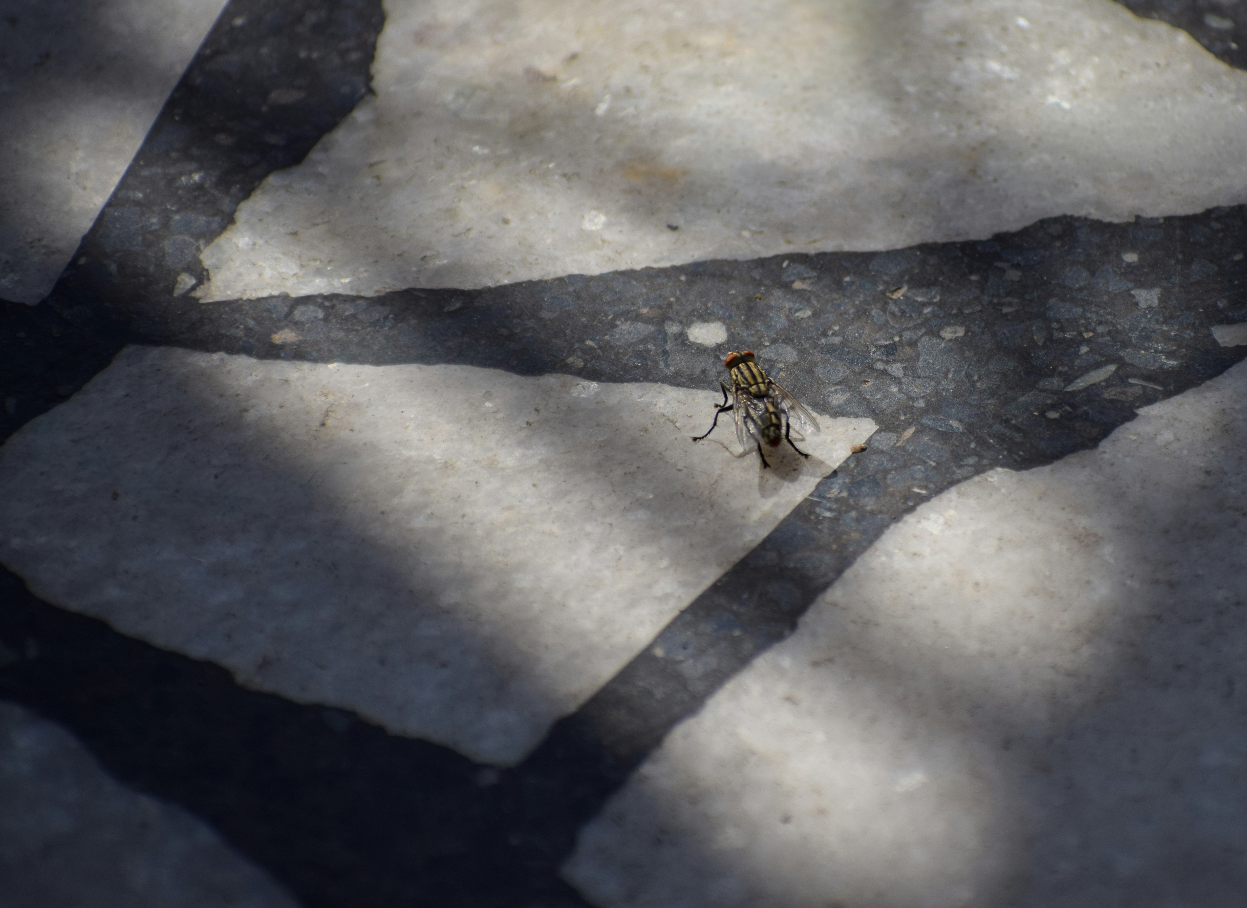 Tiny Winged Foreground: A Spider on Sunlit Stone