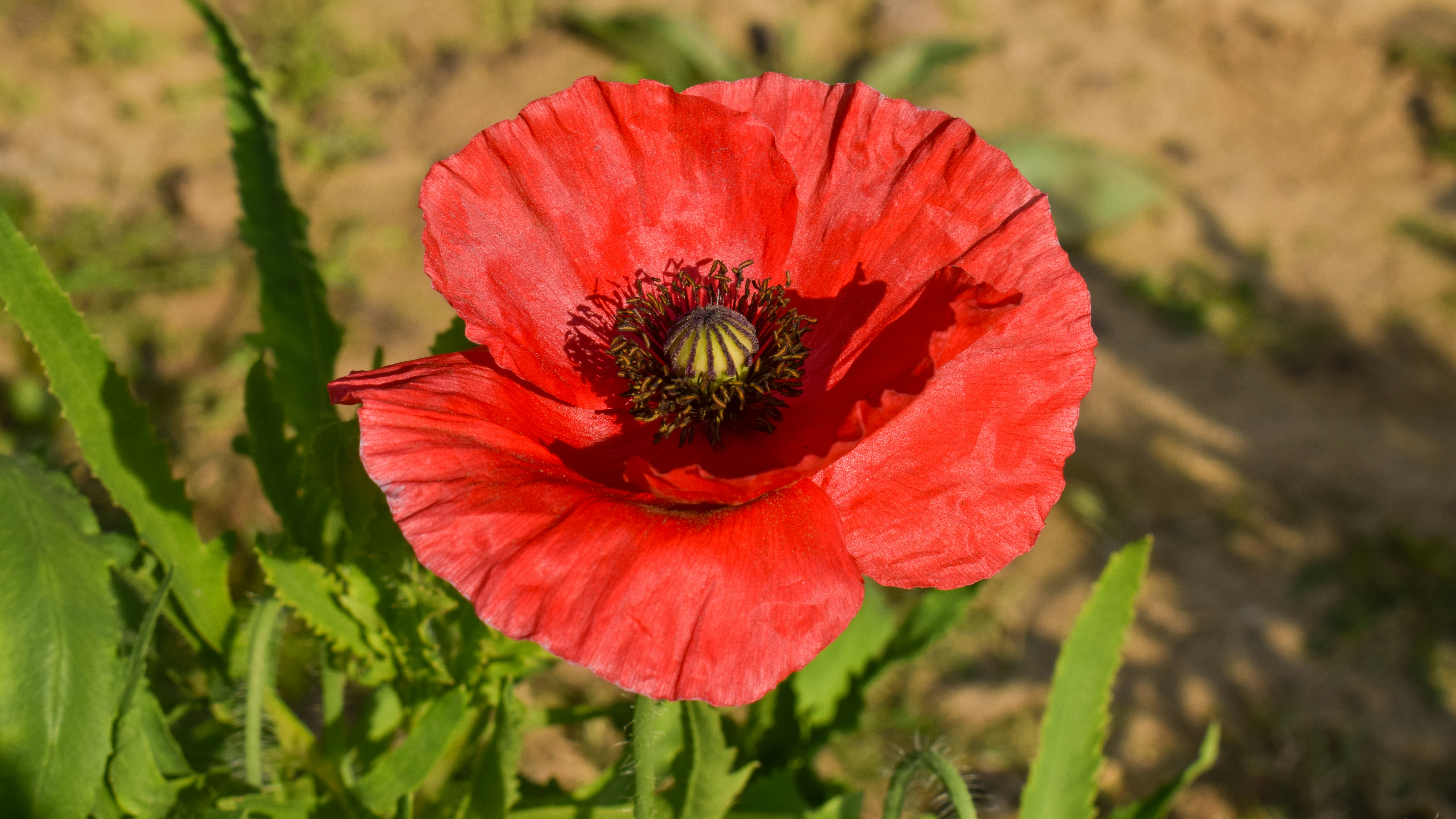 Crimson Poppy in Sunlit Field