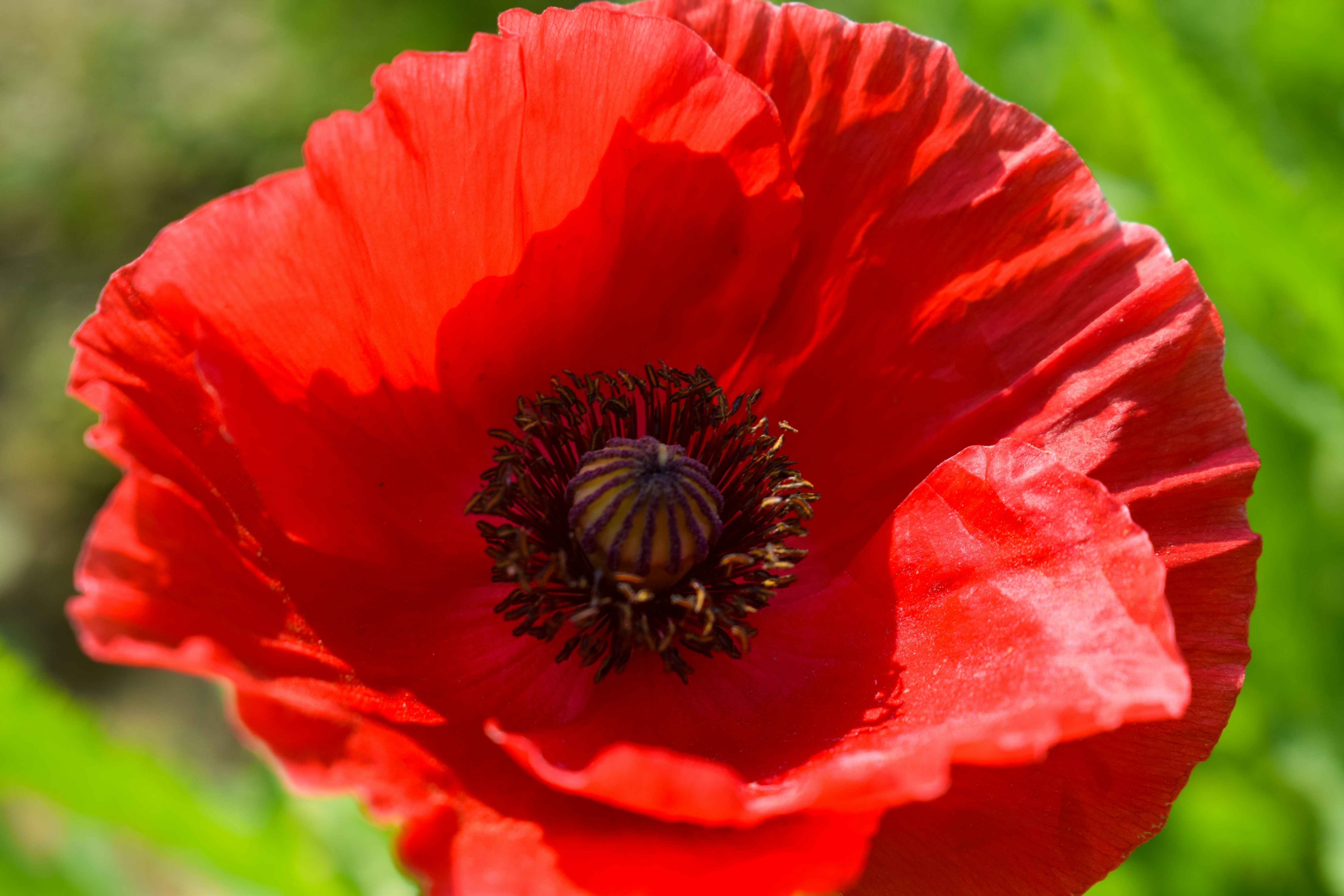 Crimson Bloom: A Close-Up of a Poppy’s Heart