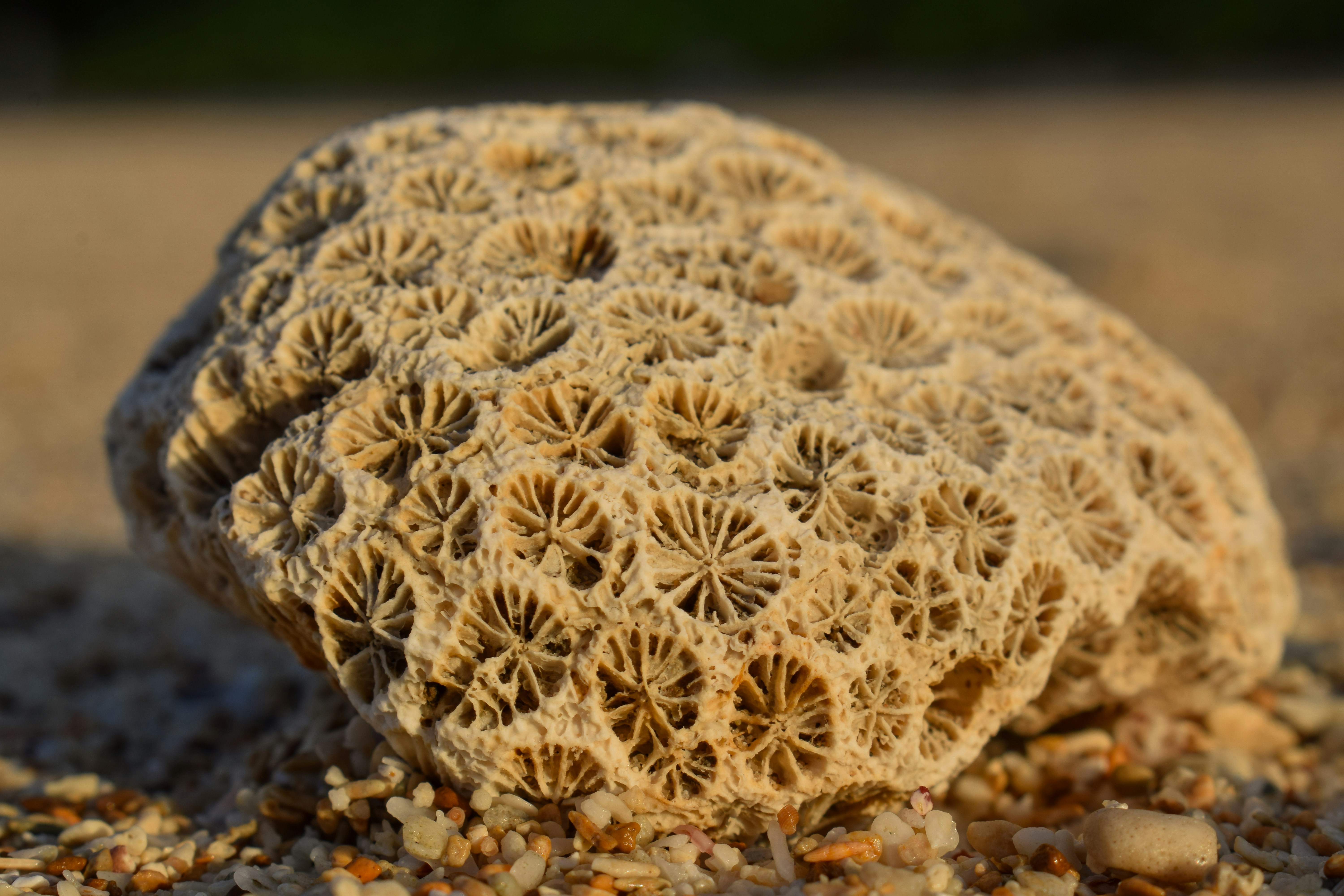 Coral-like fossil on sandy shore: sunlit texture and tiny pebbles