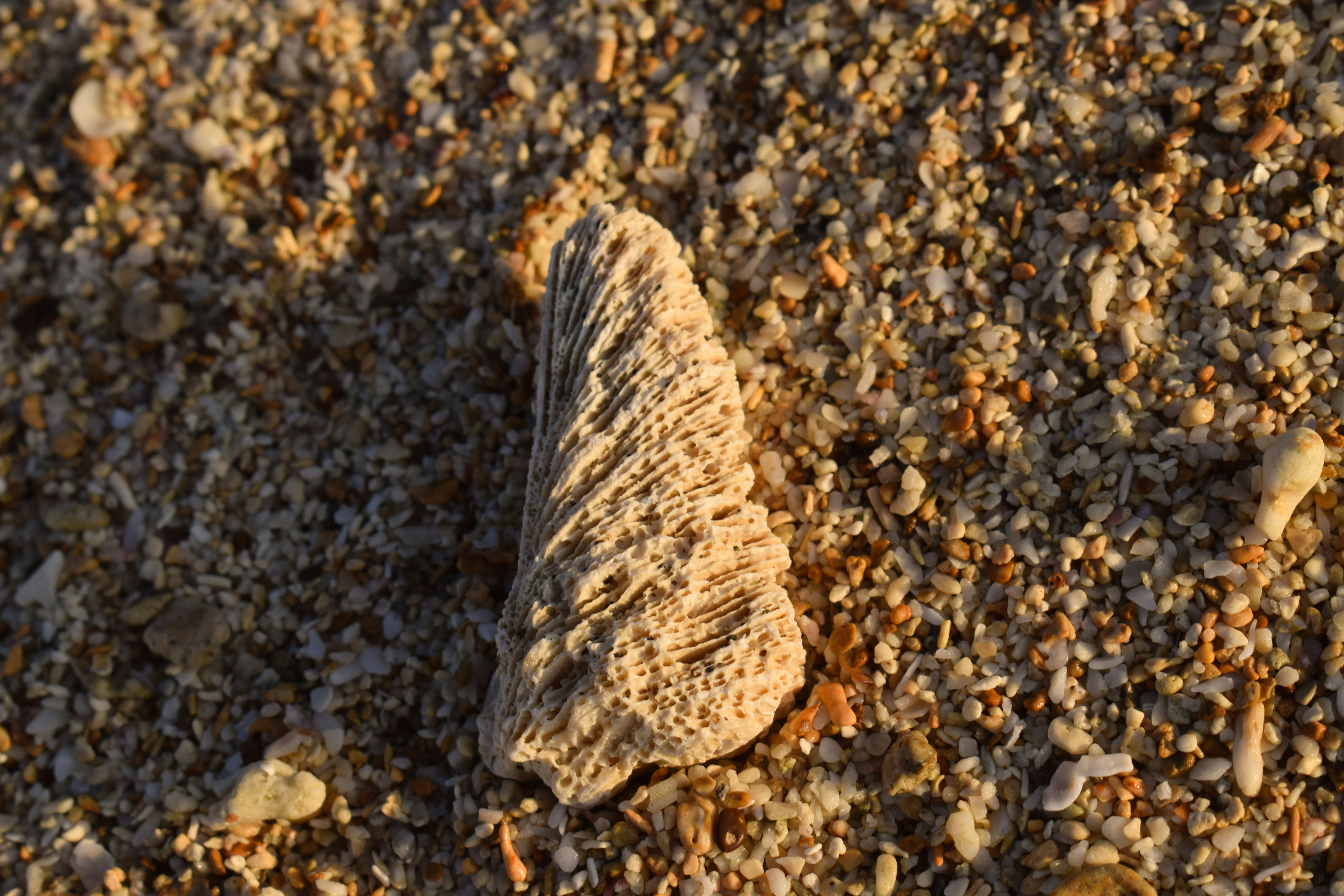 Pebble Crown: A solitary seashell stands upright amid sunlit coastal gravel