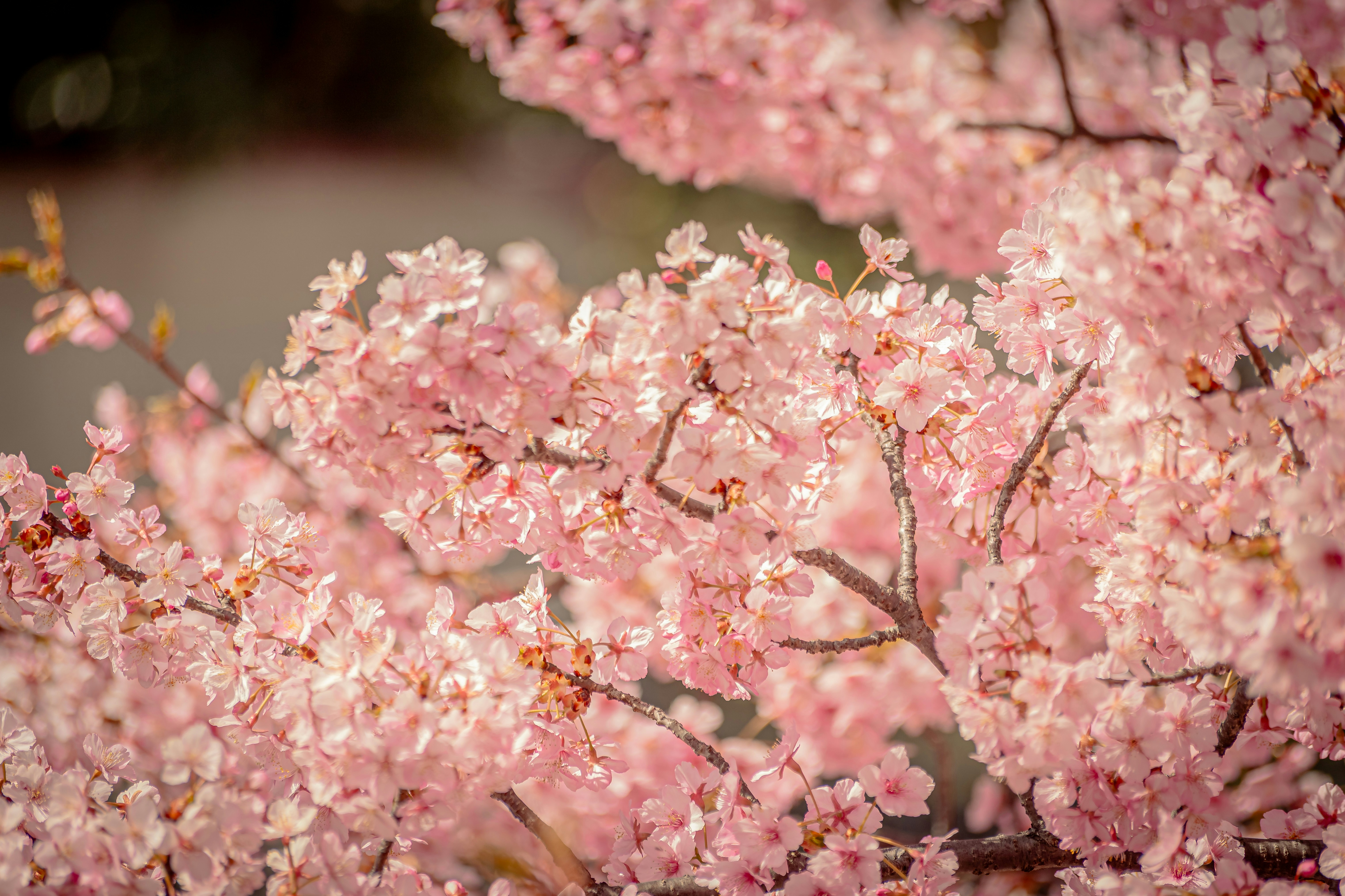 Petals in Soft Focus: A Blooming Canopy of Pink