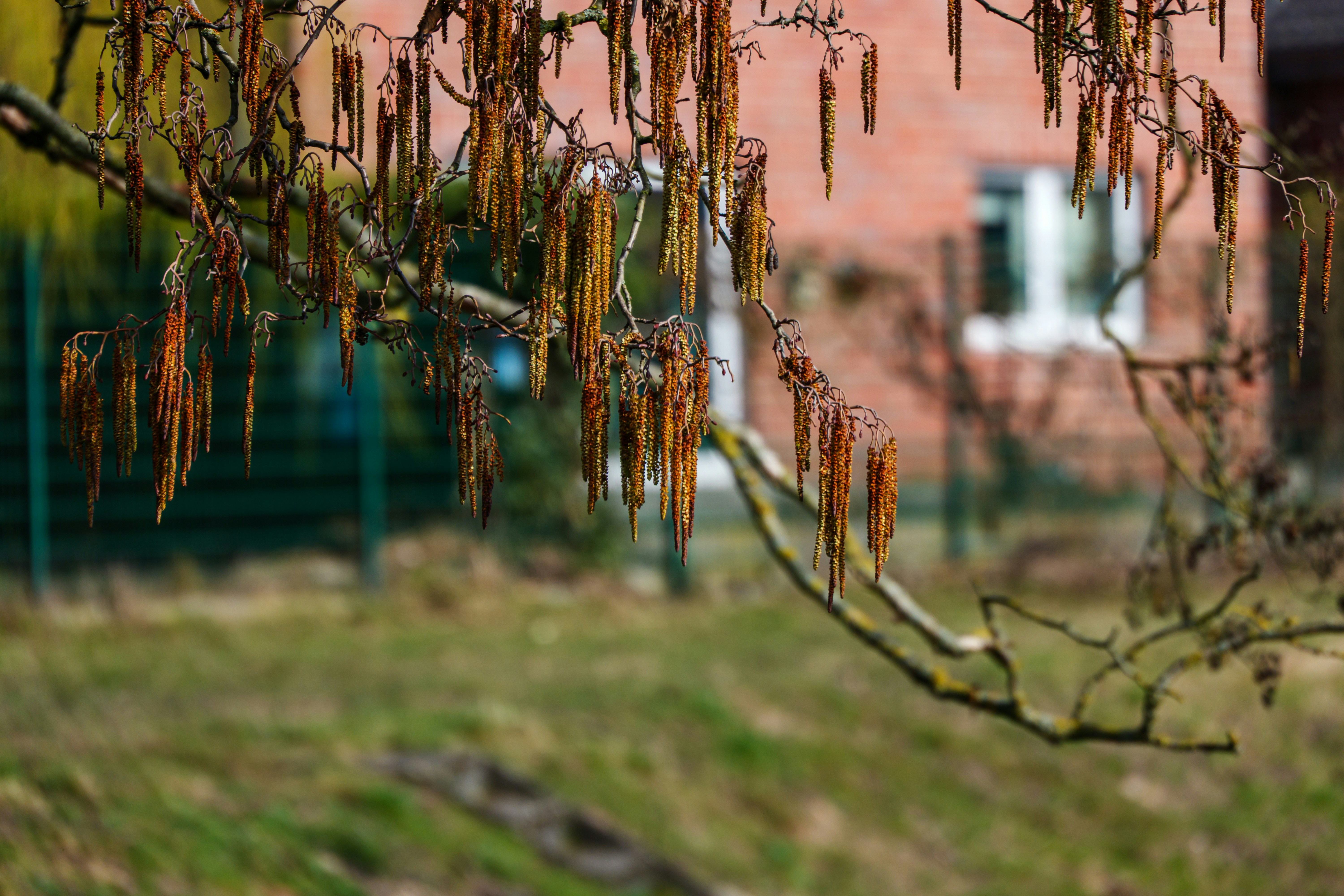 Weeping Catkins Against a Quiet Backyard