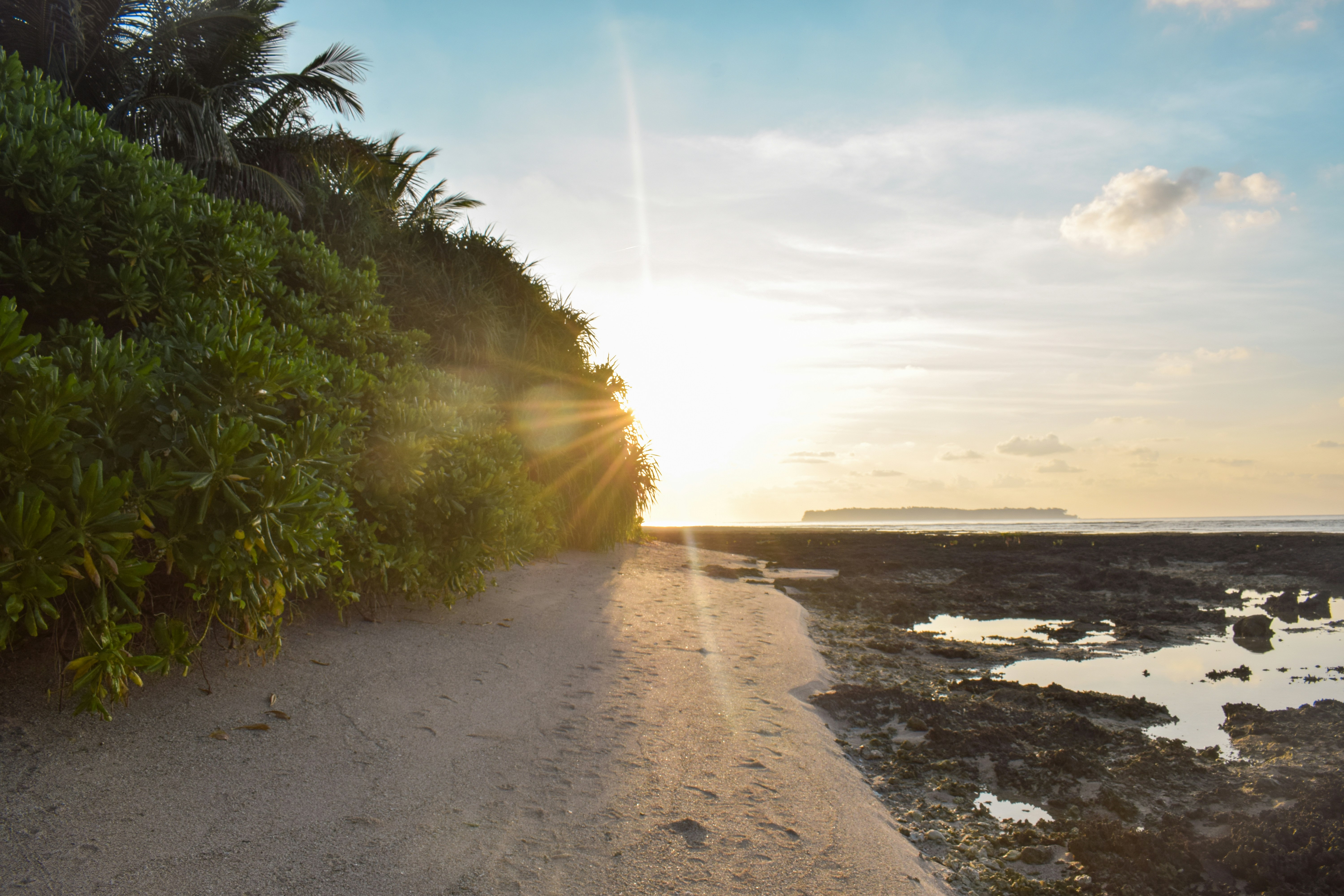 Sunlit Pathway: A Quiet Beachside Moment Between Greenery and Tide