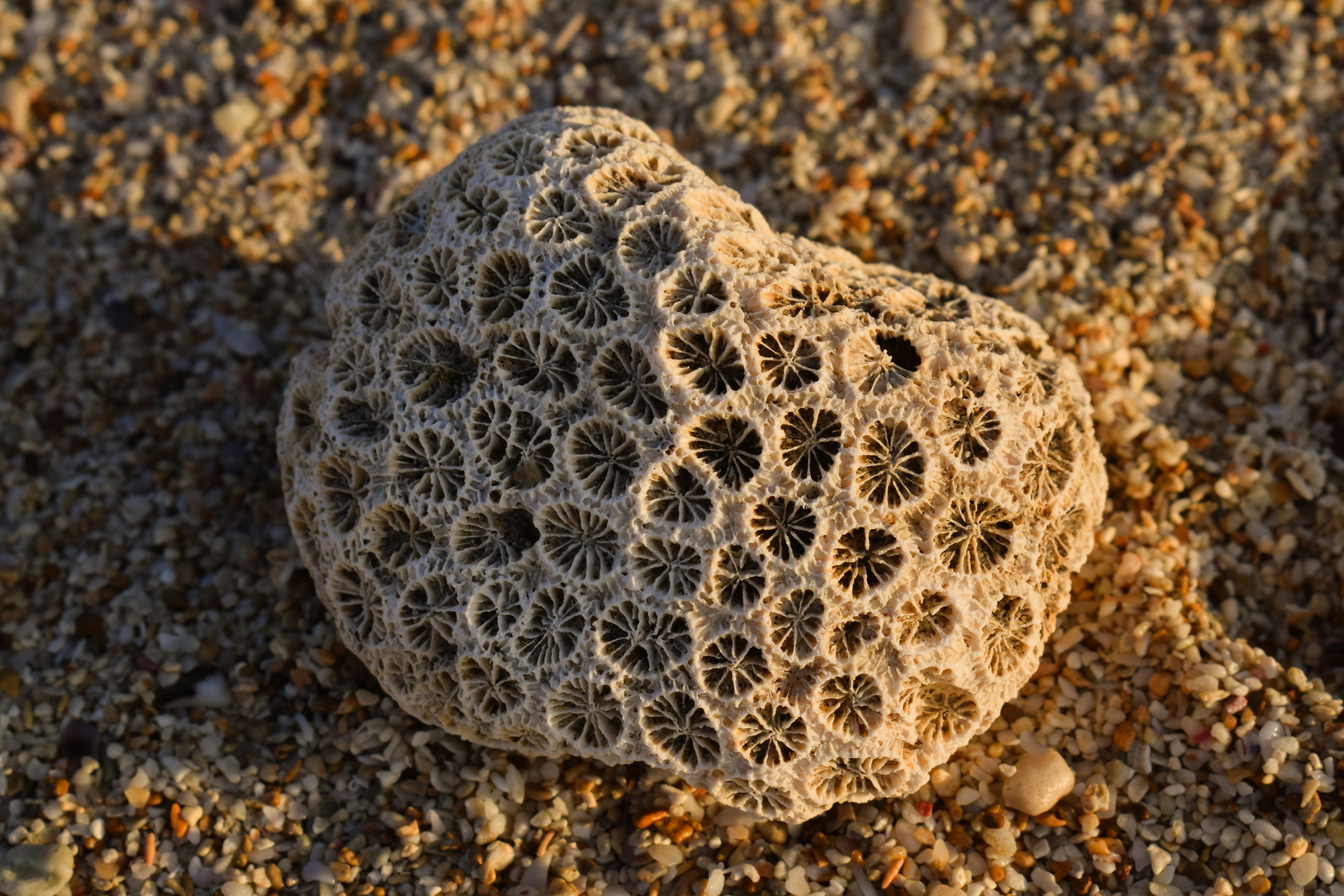Sunlit Fossil Coral on Pebbled Beach