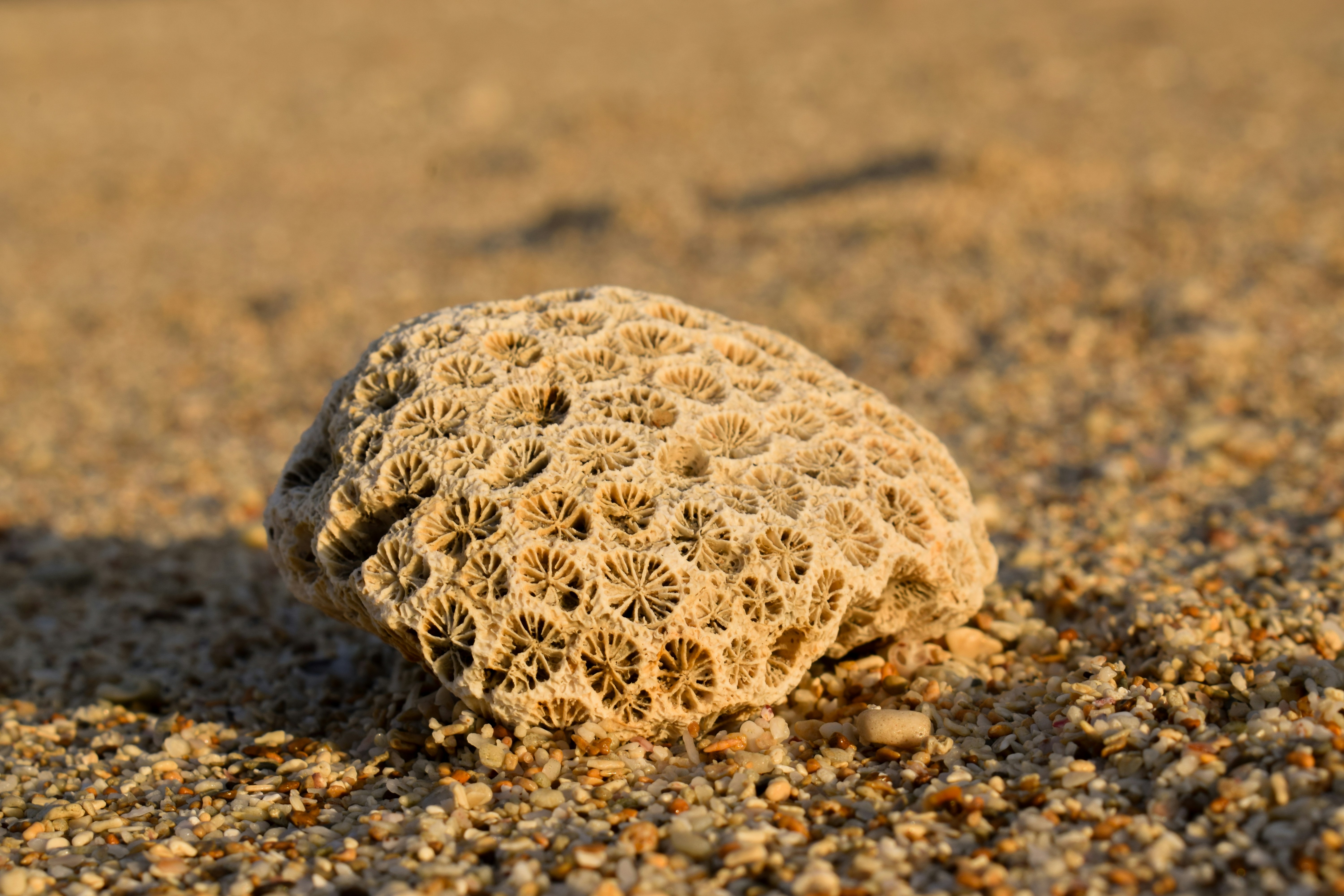 Desert Rose: Close-up of a Coral-like Fossil on Sandy Ground