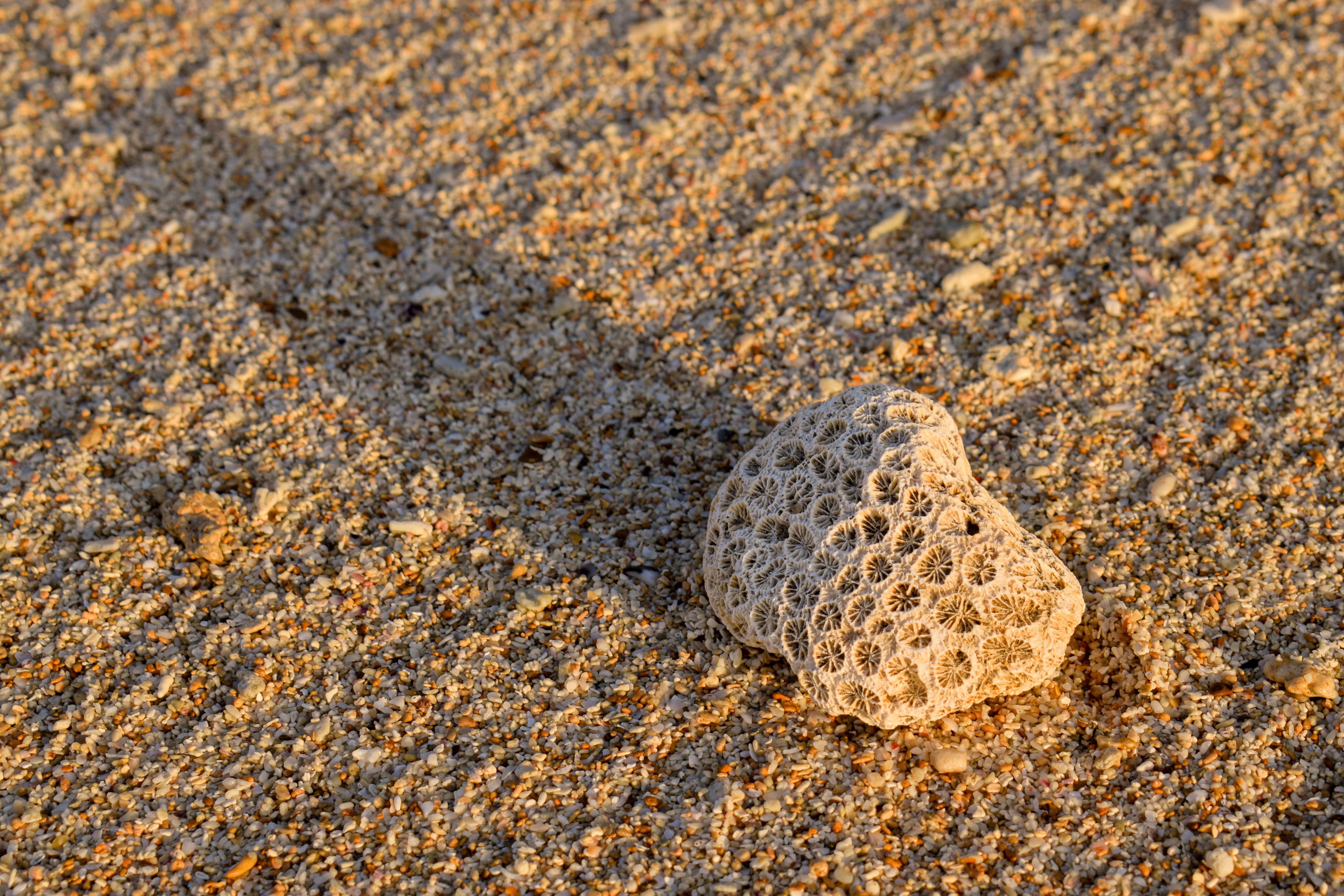Pebble Coral Echo in Desert Sands