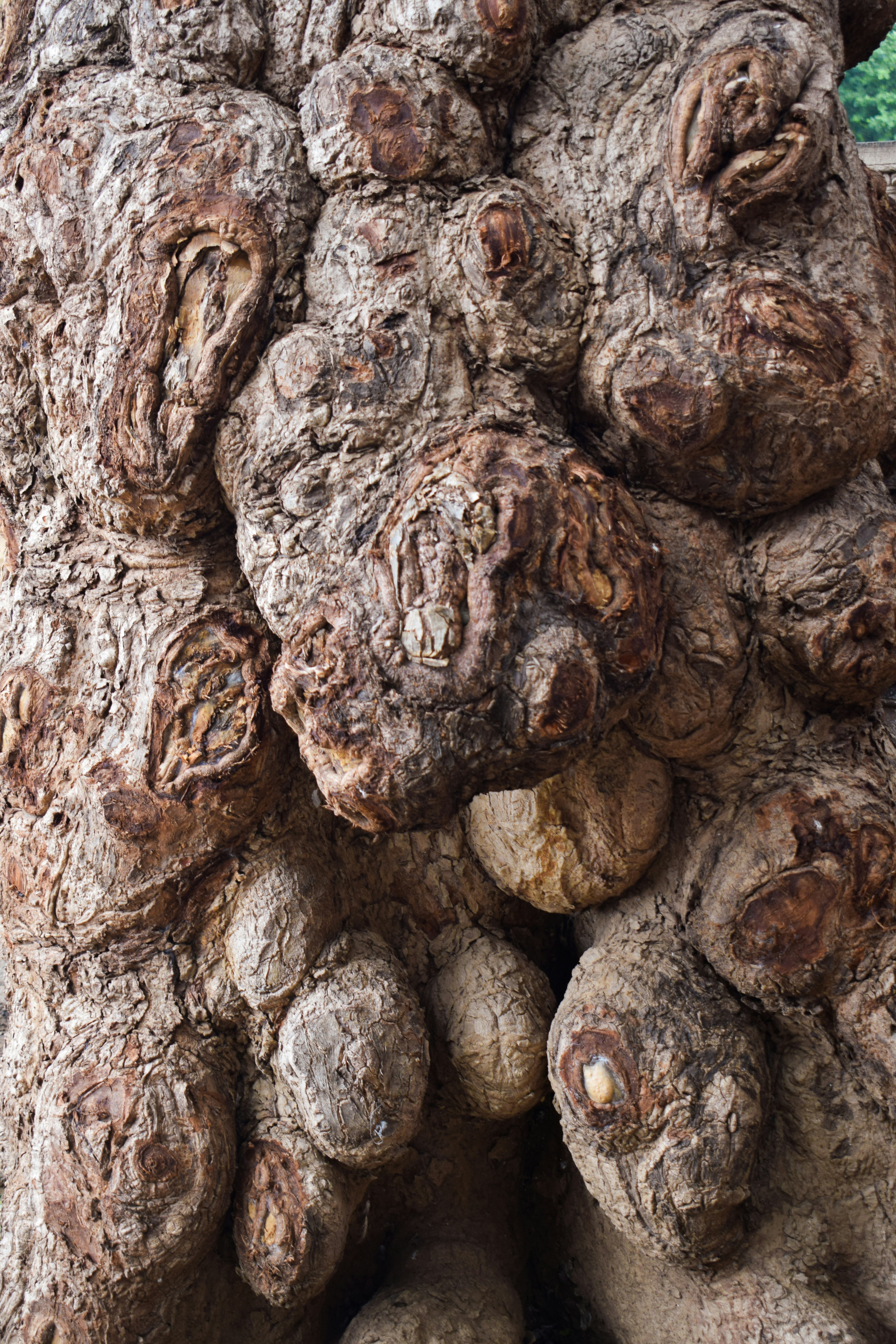 Gnarled Bark Mosaic: The Carved Texture of Tree Knots Up Close