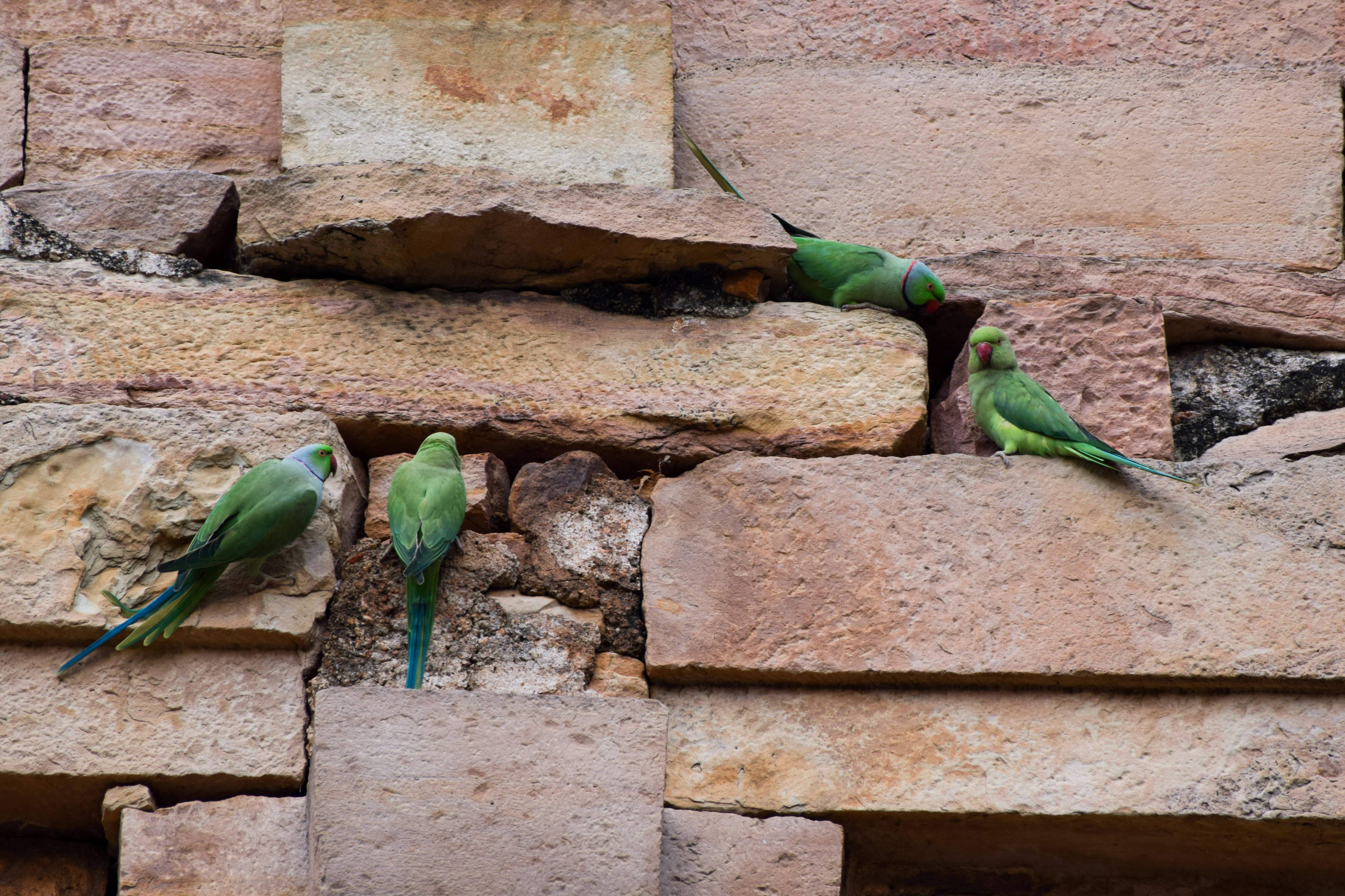 Green Parrots at a Stone Terrace