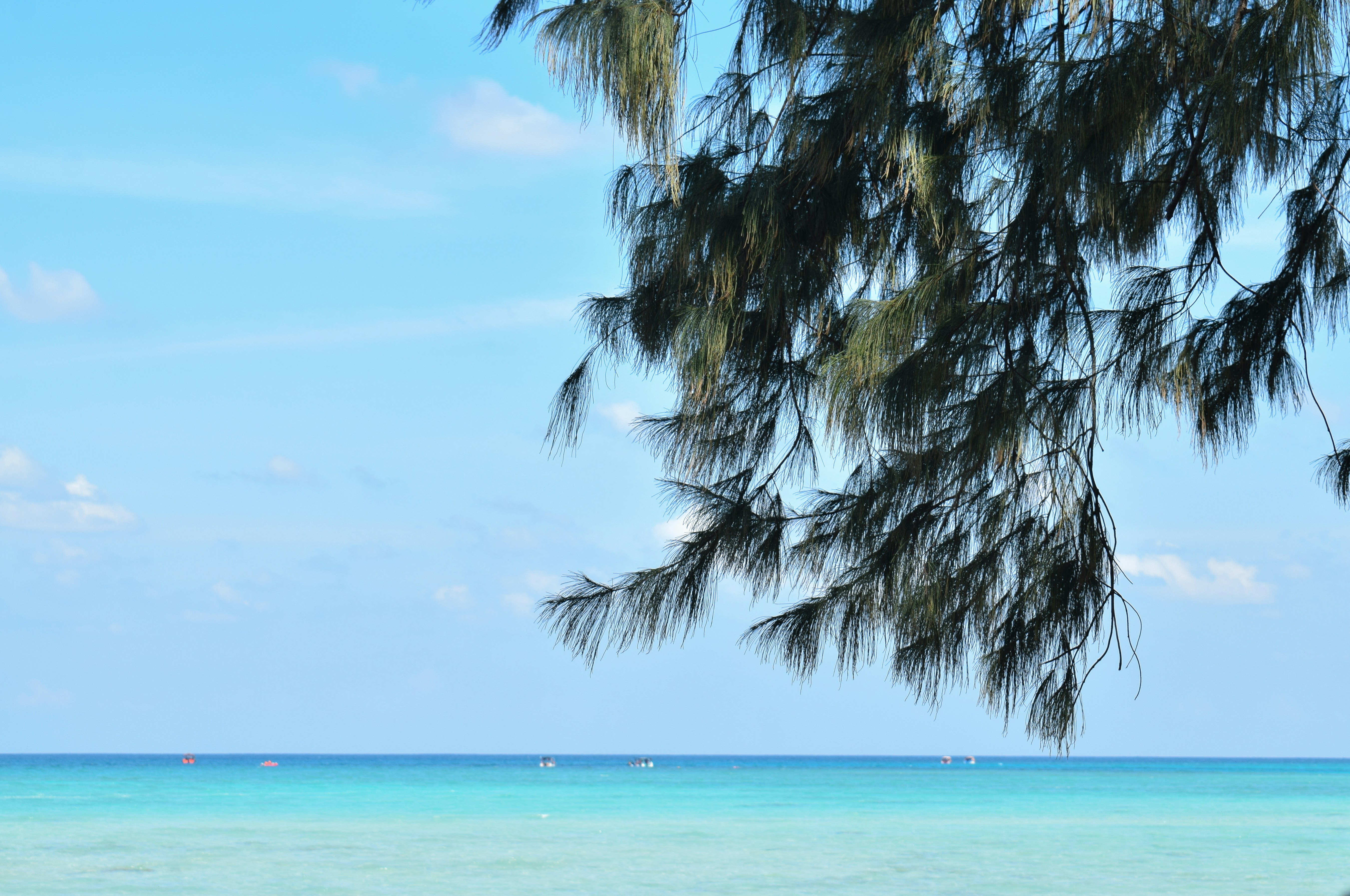 Overhanging Pines at a Turquoise Sea