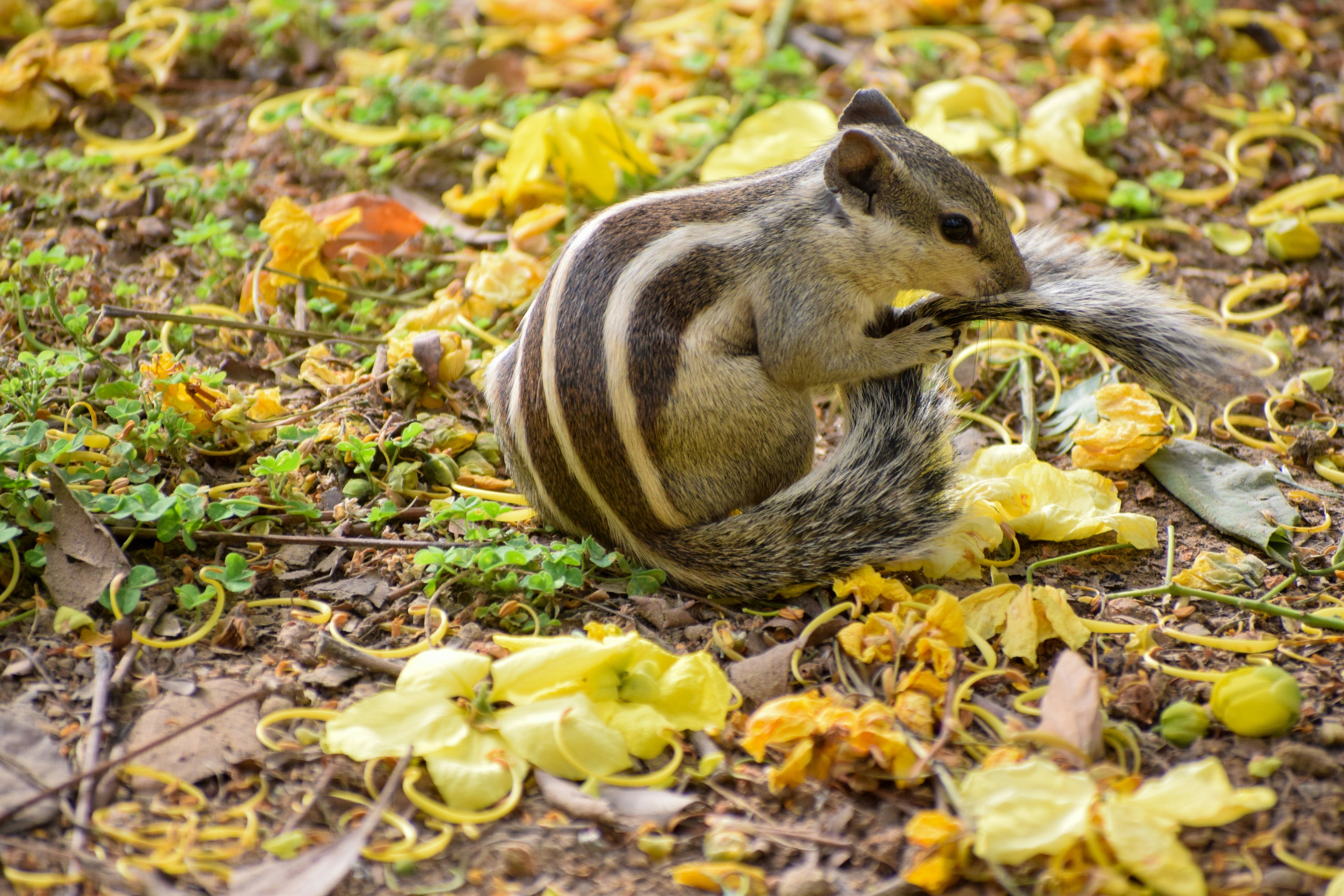 Striped Sly: Chipmunk Amid Autumn Petals