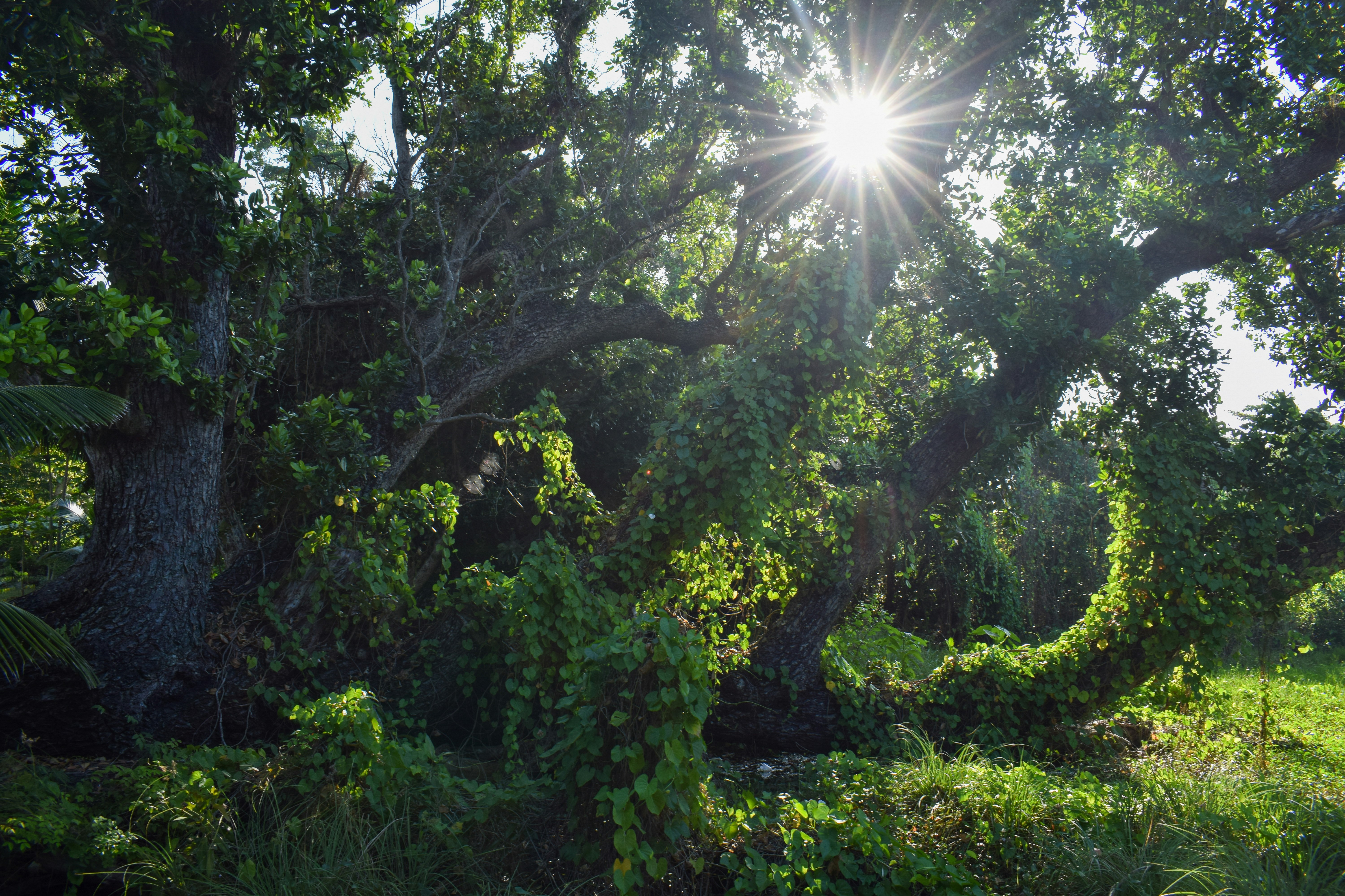 Sunburst Through Dense Canopy over a Verdant Clearing