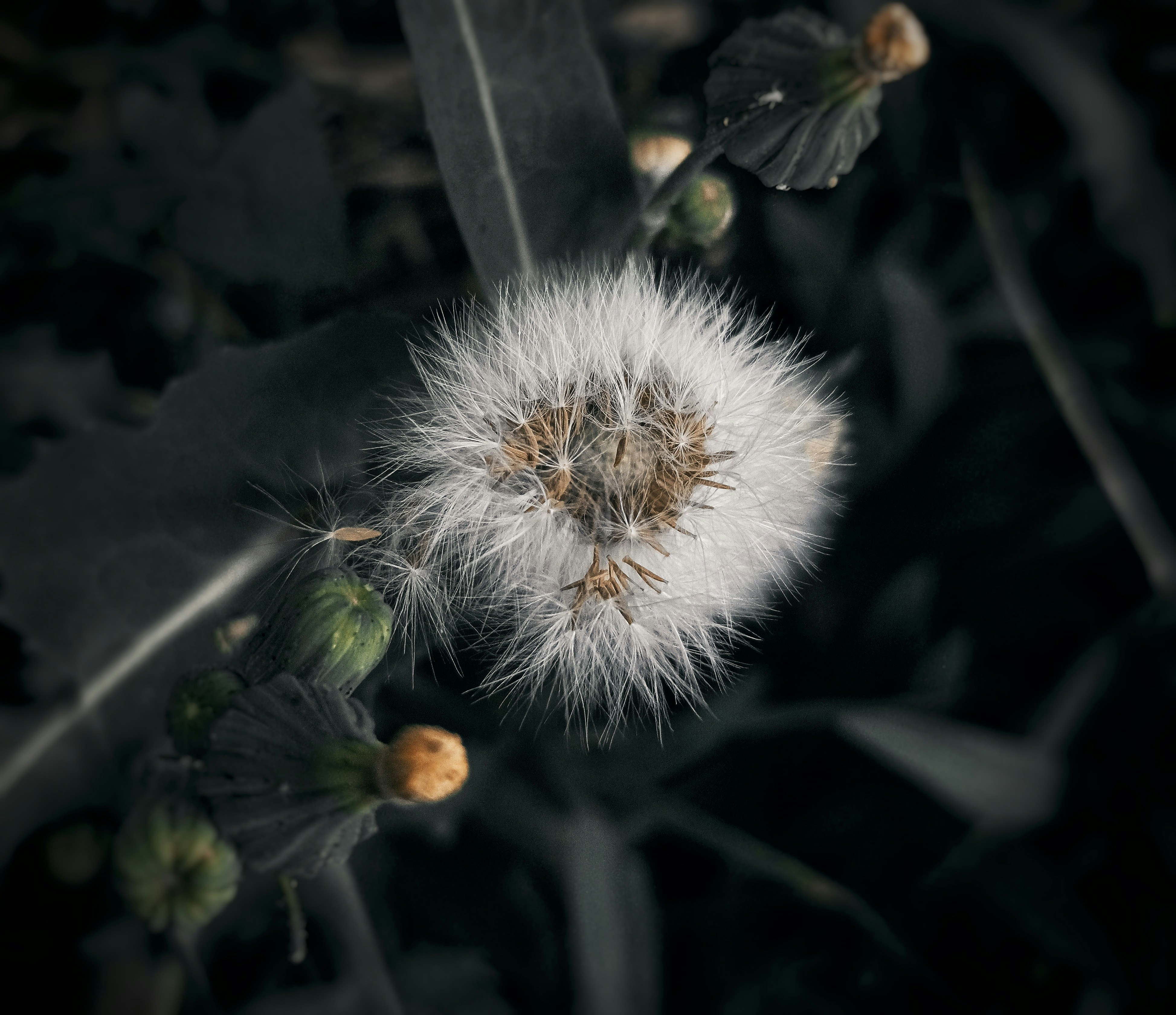 Dandelion Crown in Shade