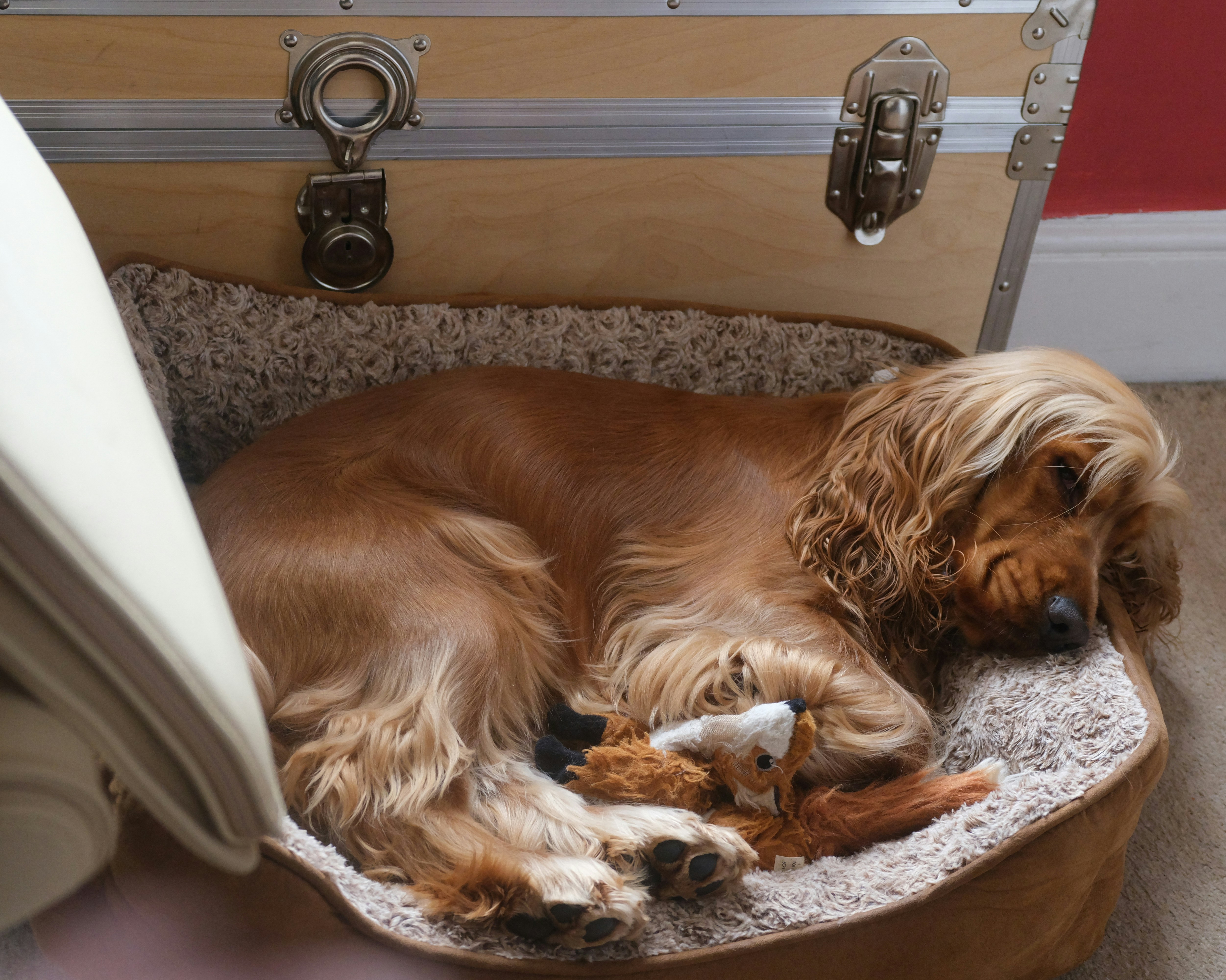 Cozy Spaniel Slumber in a Rugged Case
