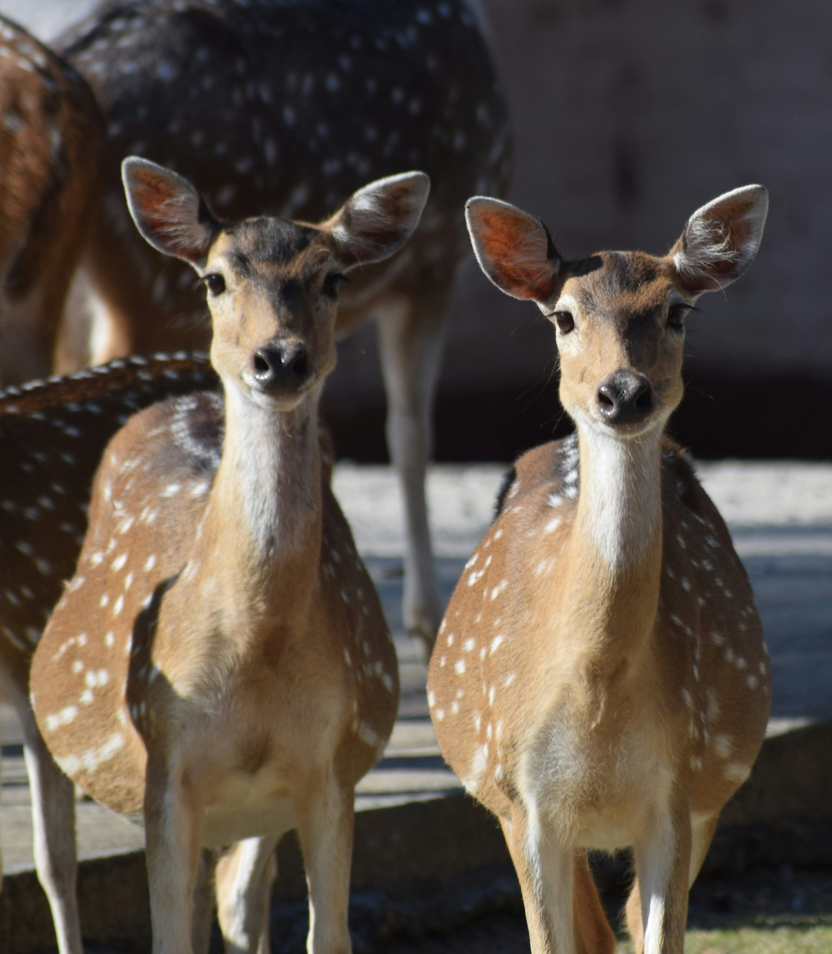 Twin Fawns in Attentive Stance