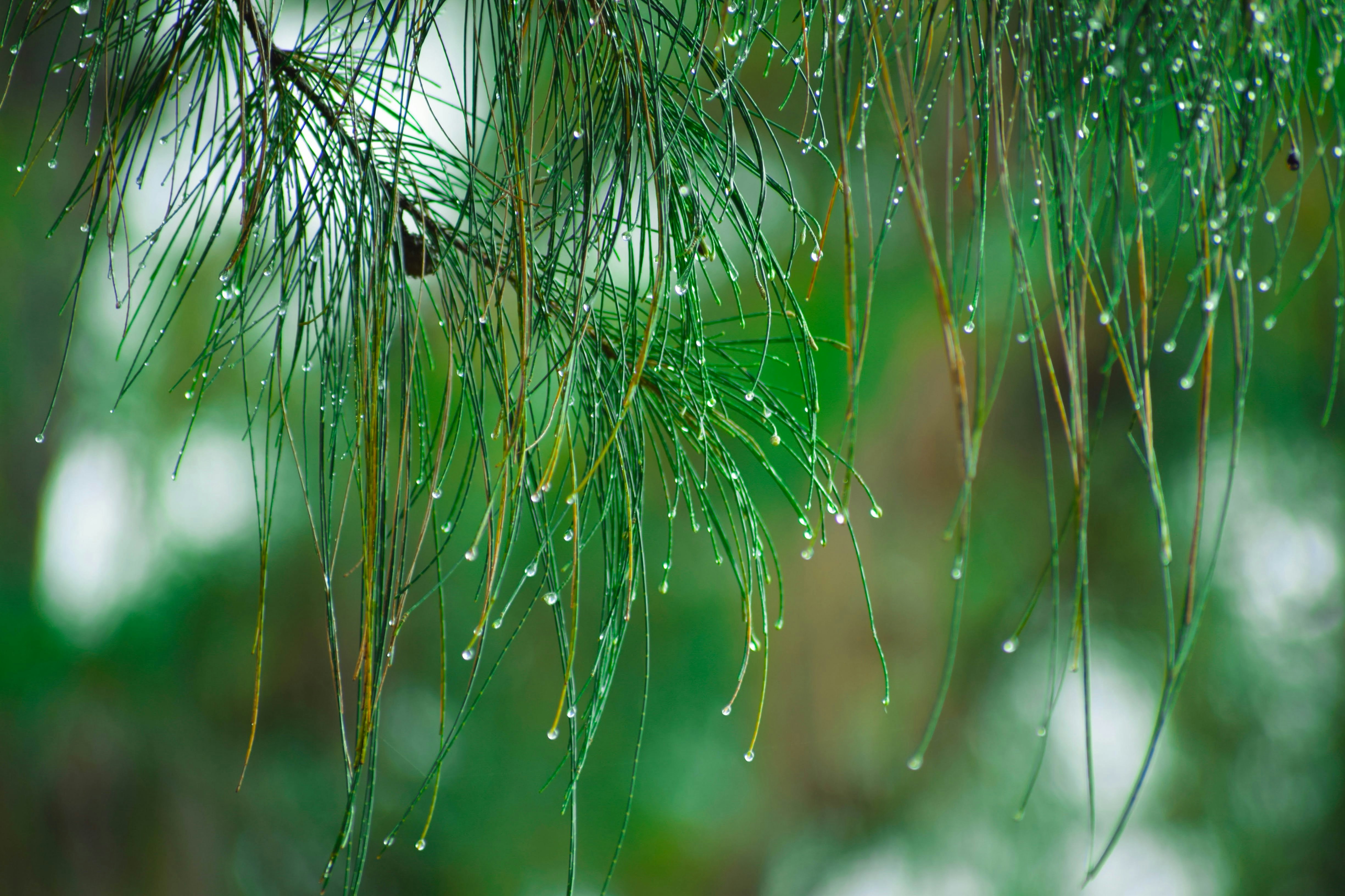 Dew-Kissed Pine Needles in Morning Light