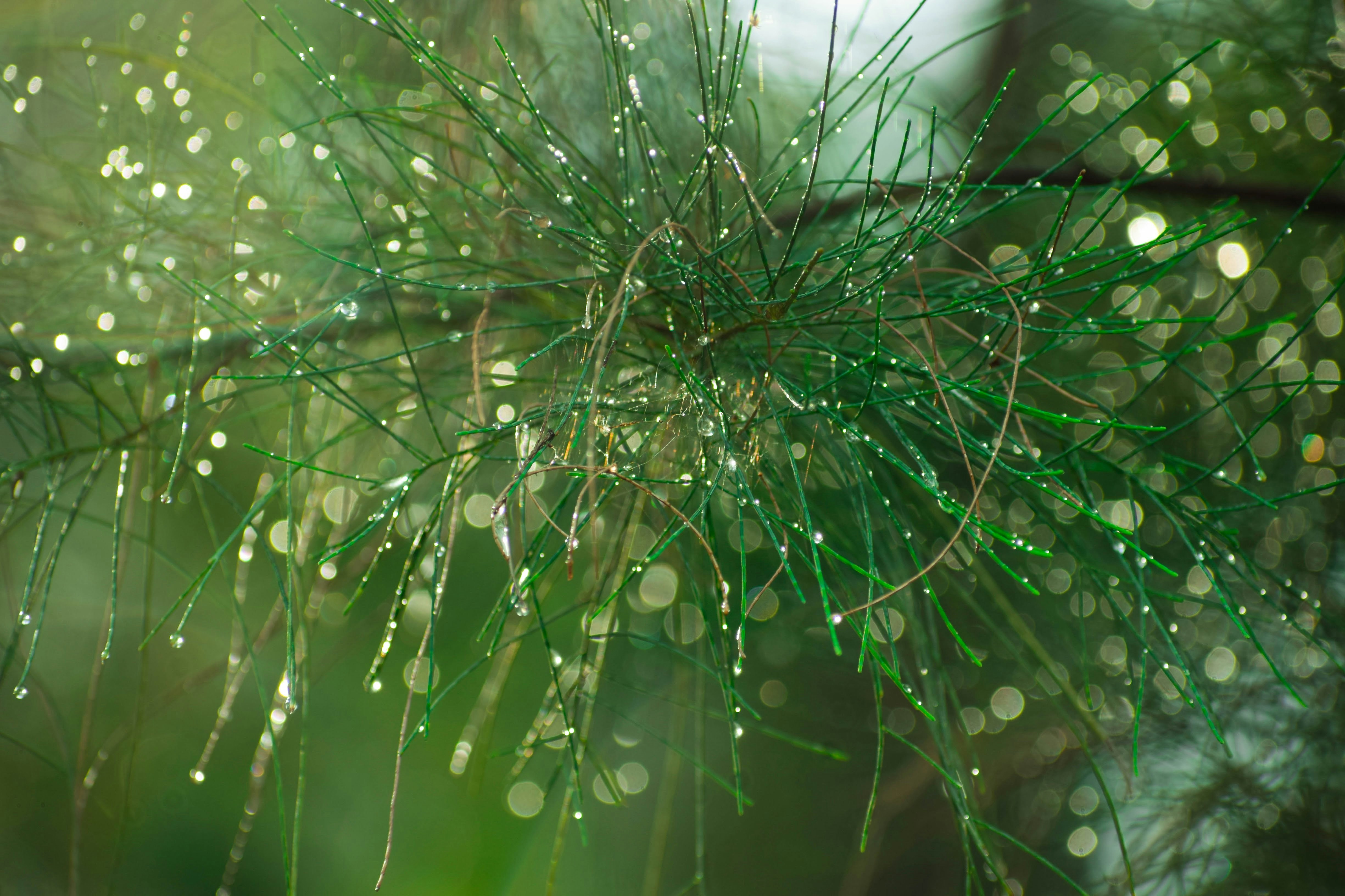 Dew-Crystal Web: Minute Veils of Green Light