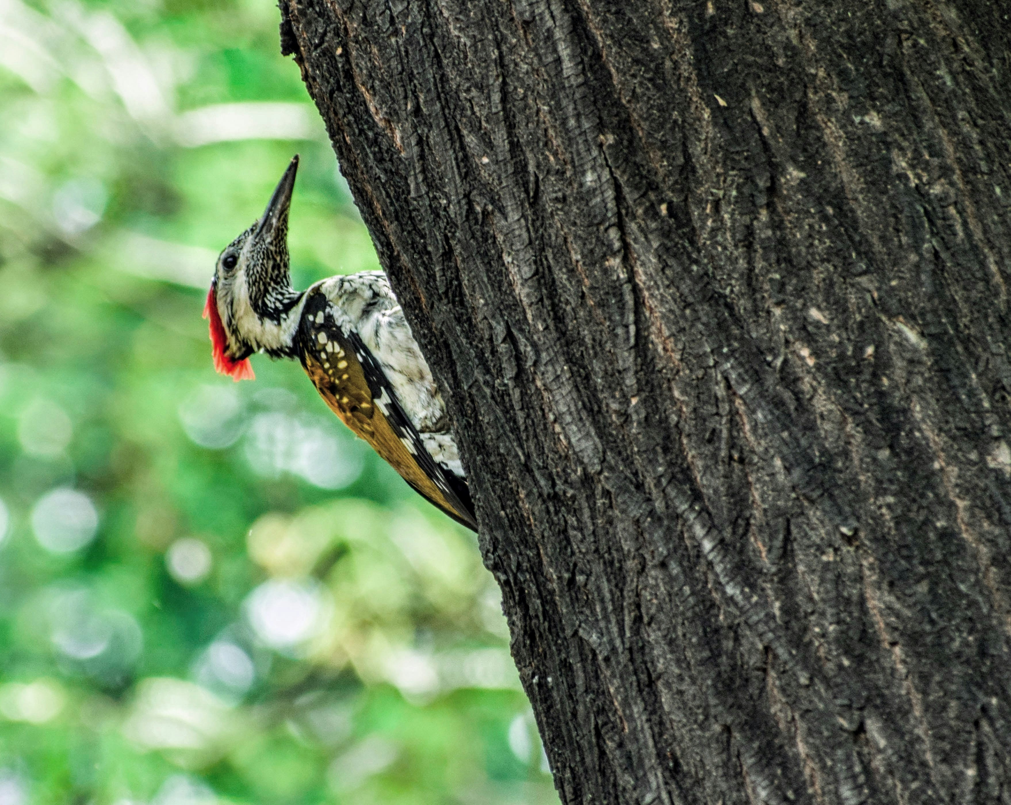 Hidden Drummer: A Woodpecker Peeks from the Shade