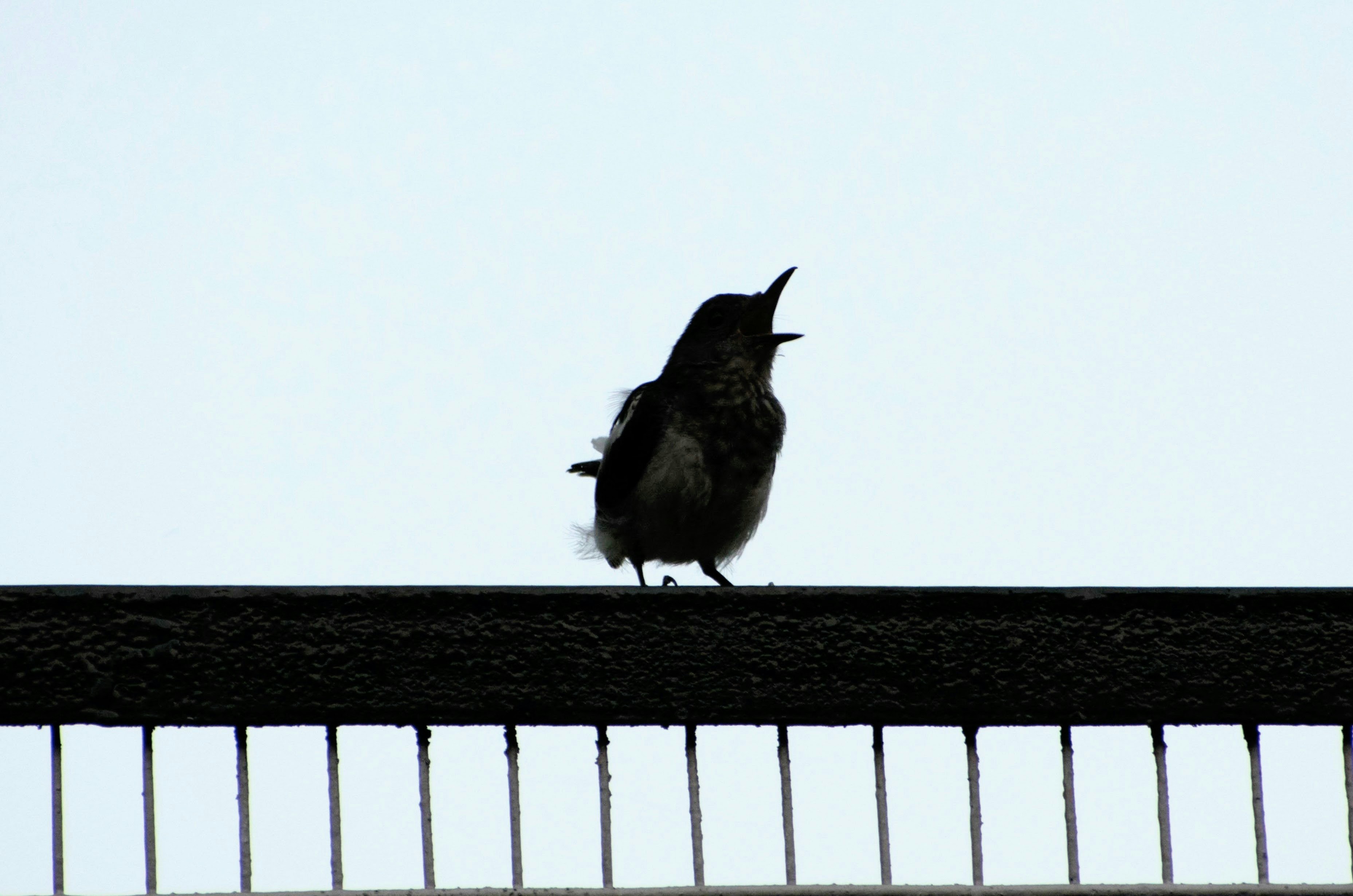 Silhouette on the Rail: A Bird’s Bold Pose at Dusk