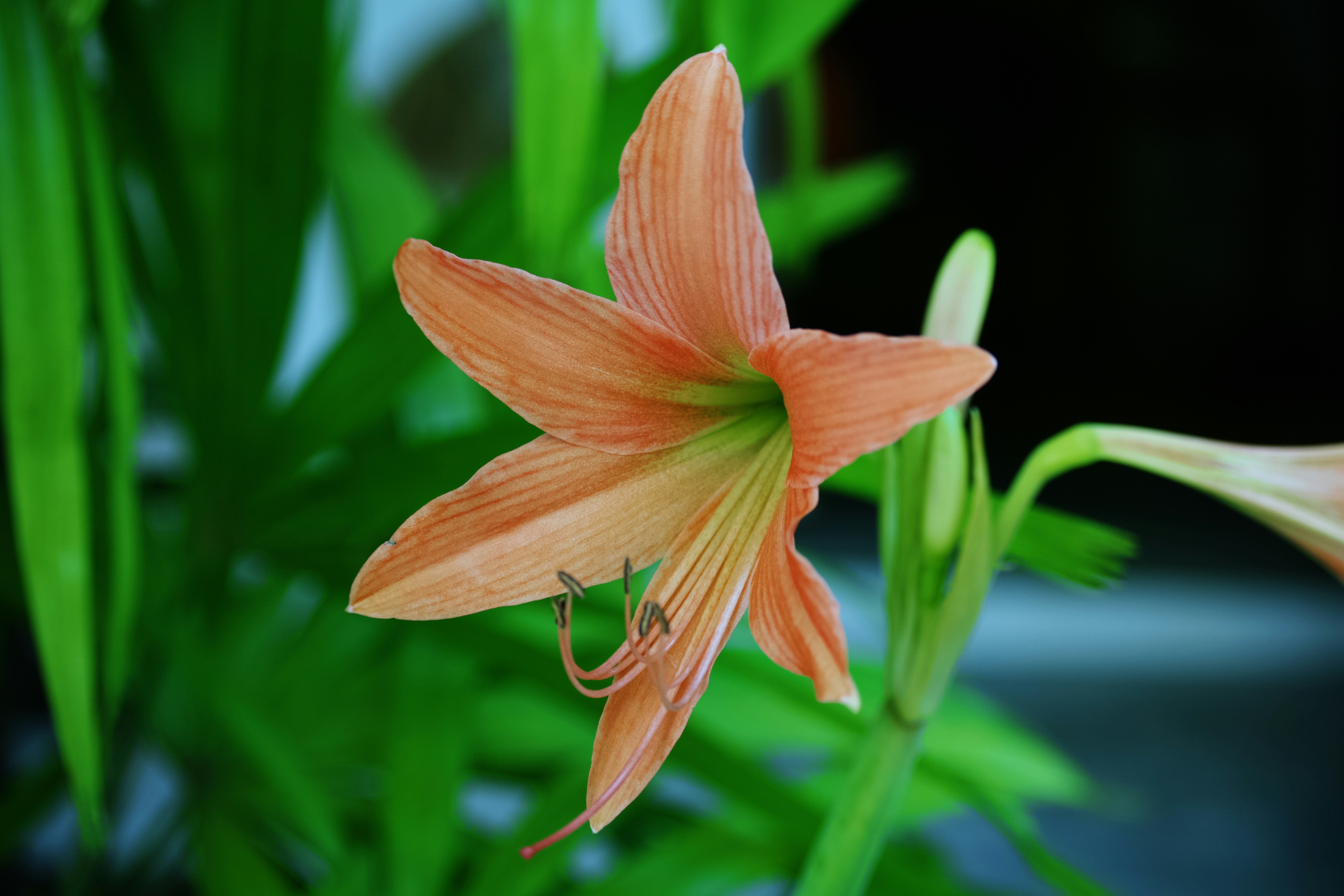 Orange Lily: a delicate bloom against a neon-green background